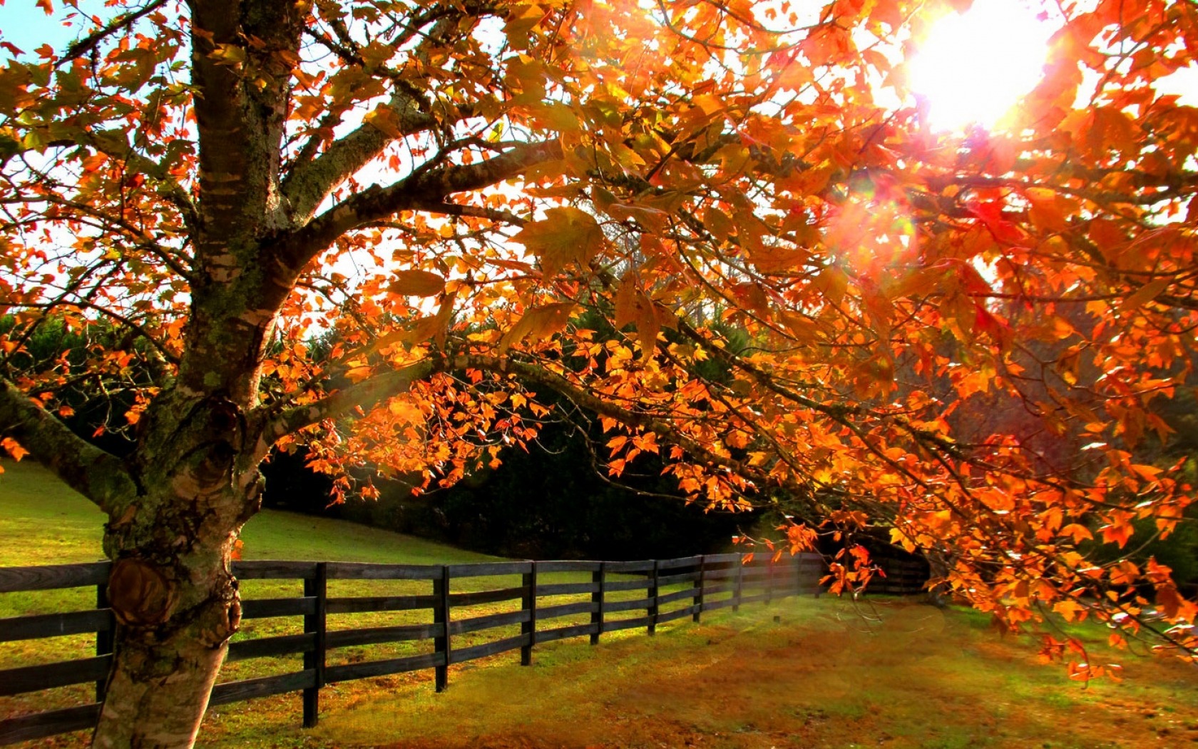Download Fence Field Fall Nature Tree Wallpaper