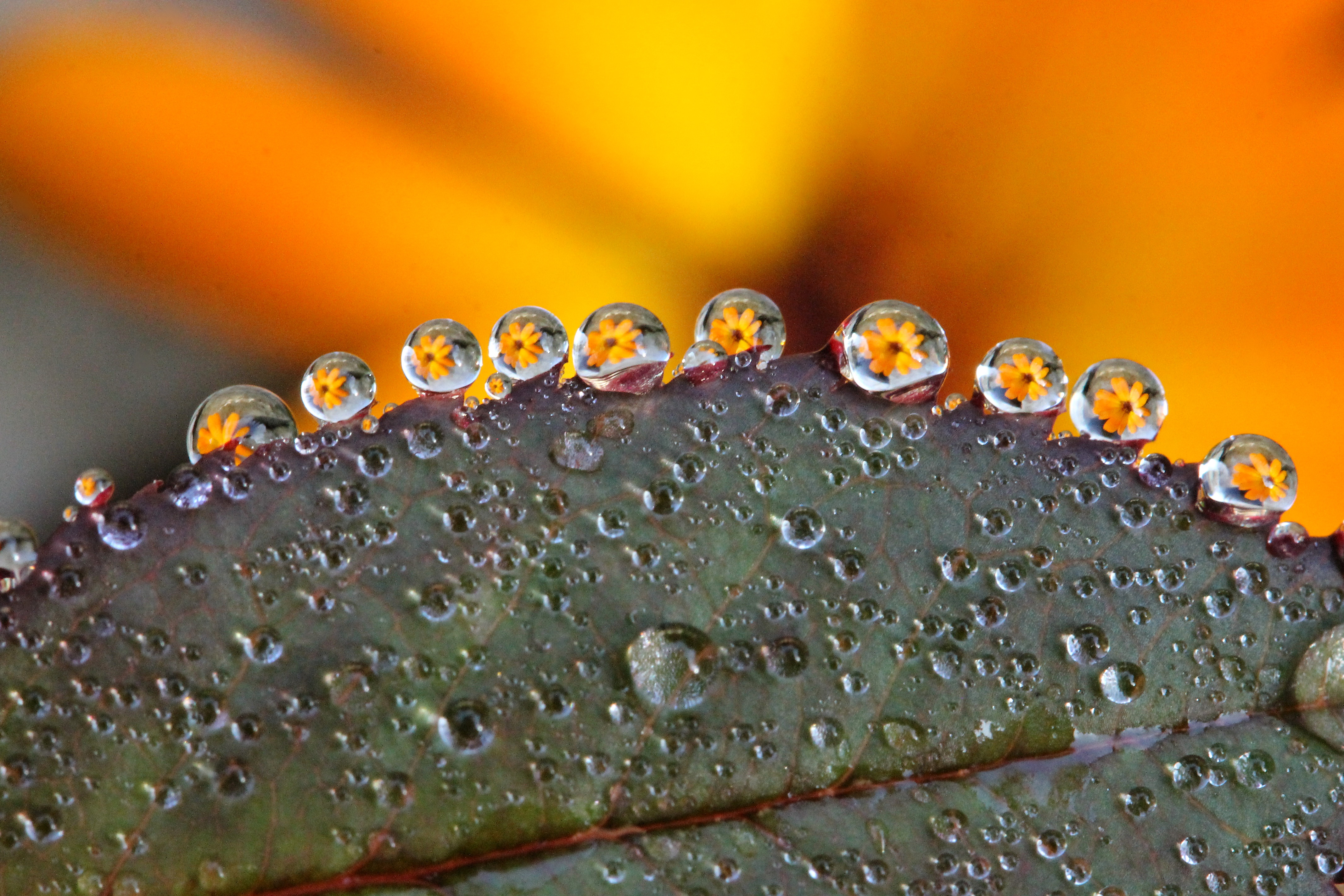 Download Leaf Flower Reflection Macro Nature Water Drop 4k Ultra HD ...