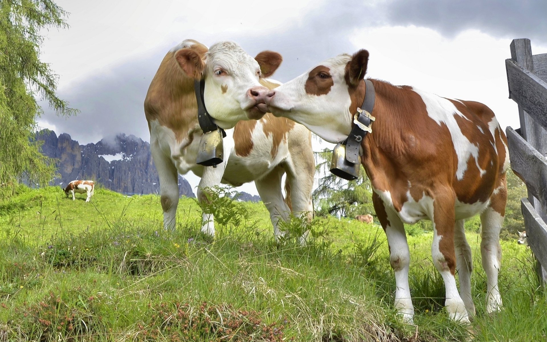 Download Animal Cow HD Wallpaper