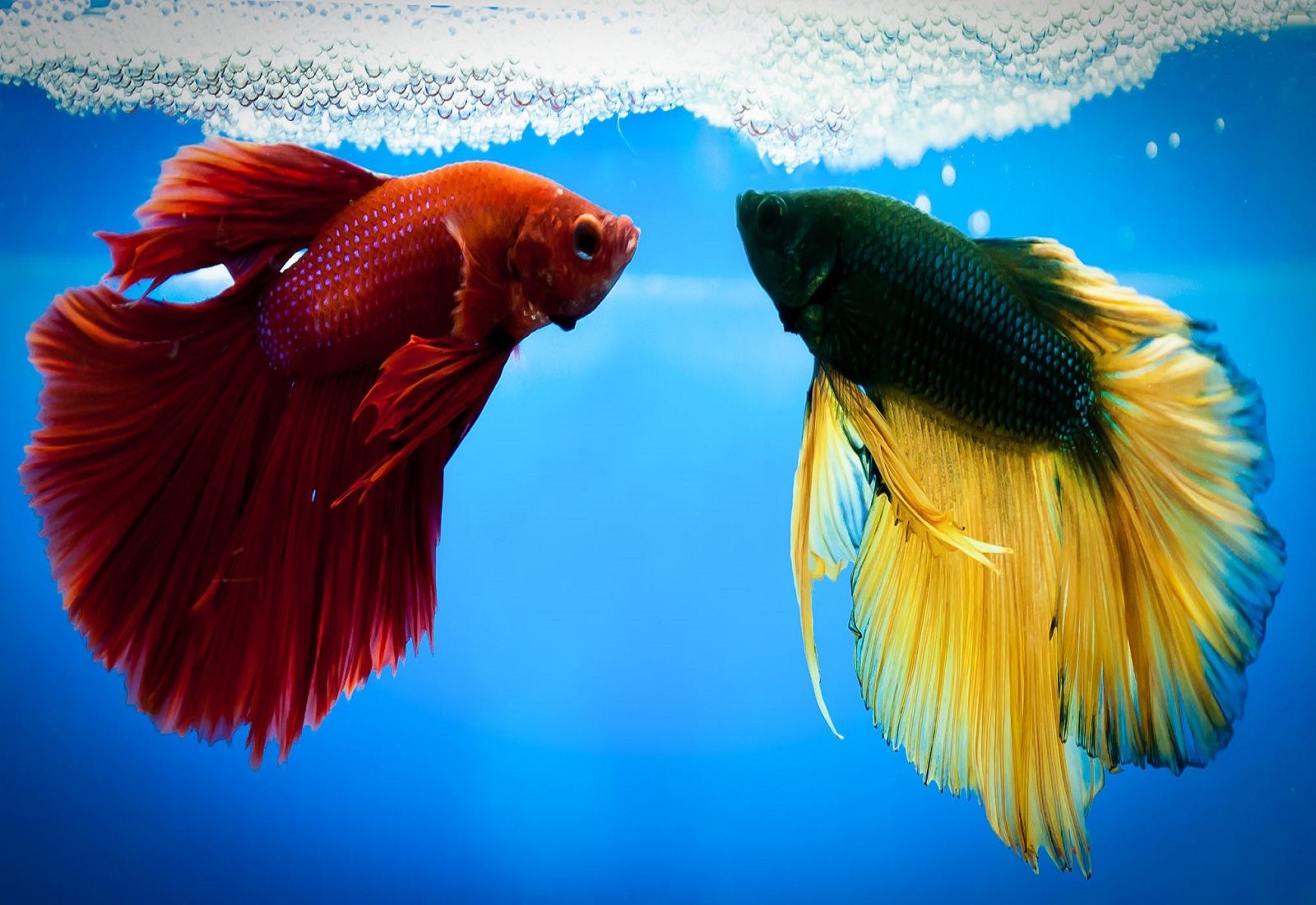 Majestic Siamese Fighting Fish HD Wallpaper: Vibrant Betta Showdown