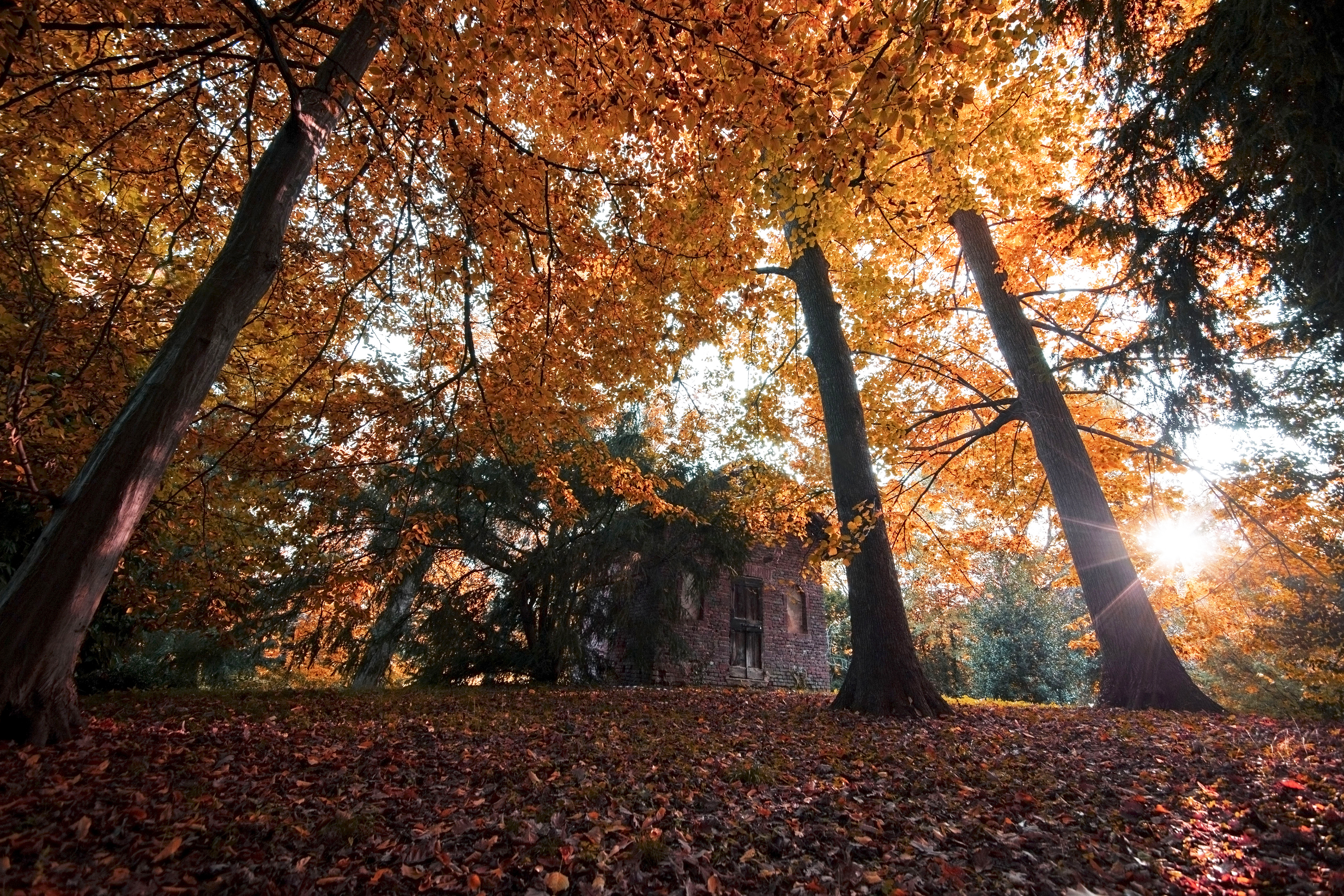 4K Ultra HD Fall Photography: Radiant Autumn Glow in Nature