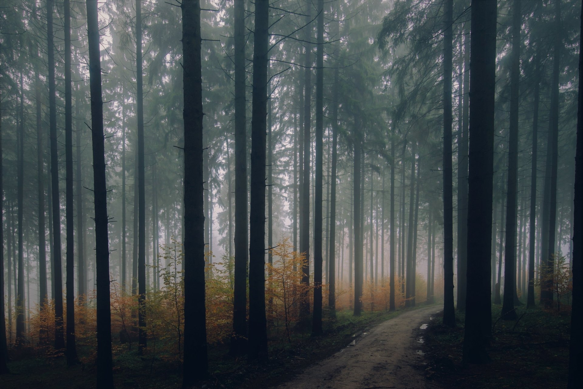 Dark and misty forest pathway by lonewolf6738