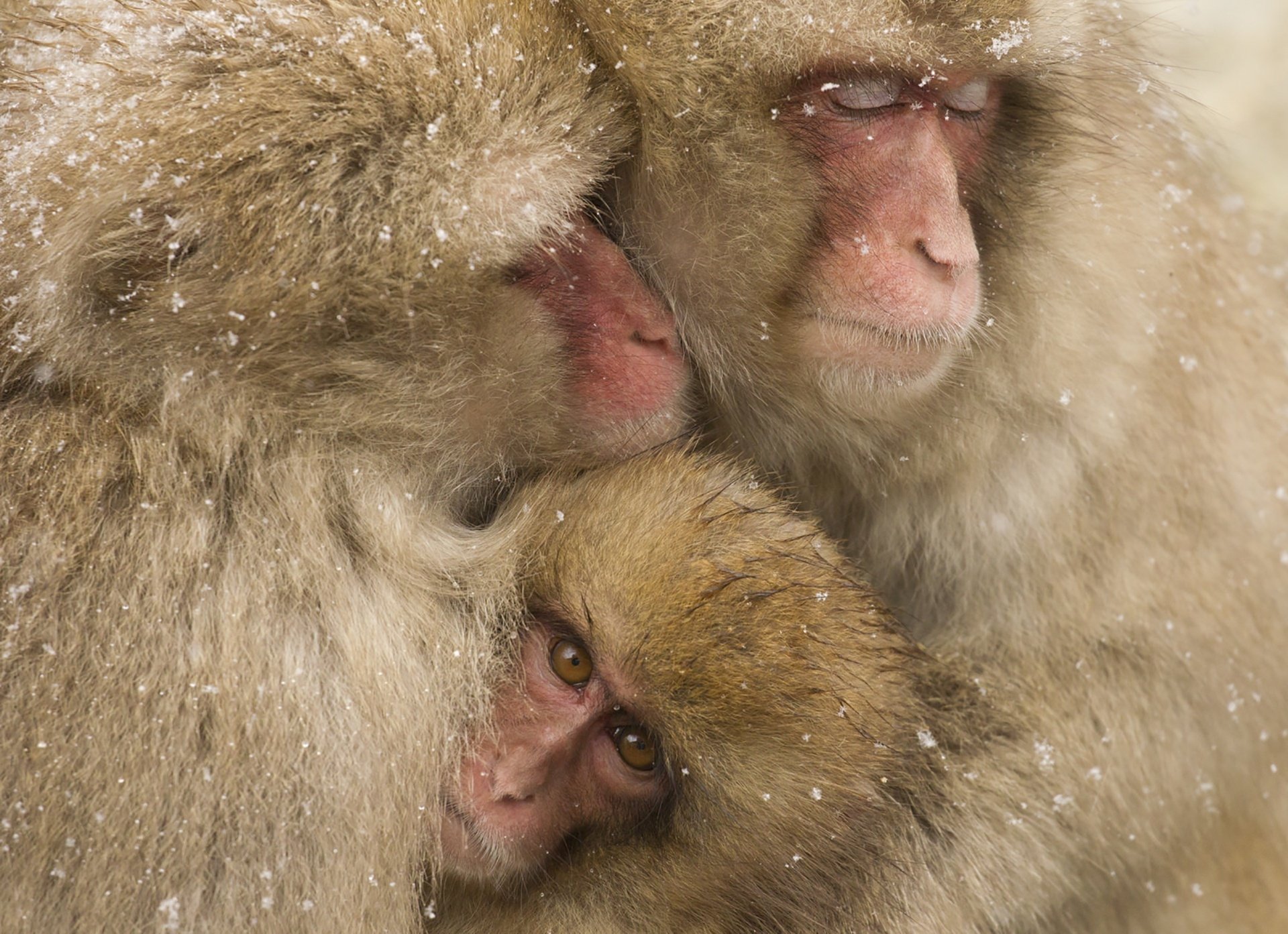 Snow-Covered Japanese Macaque Family HD Wallpaper: Adorable Primate ...