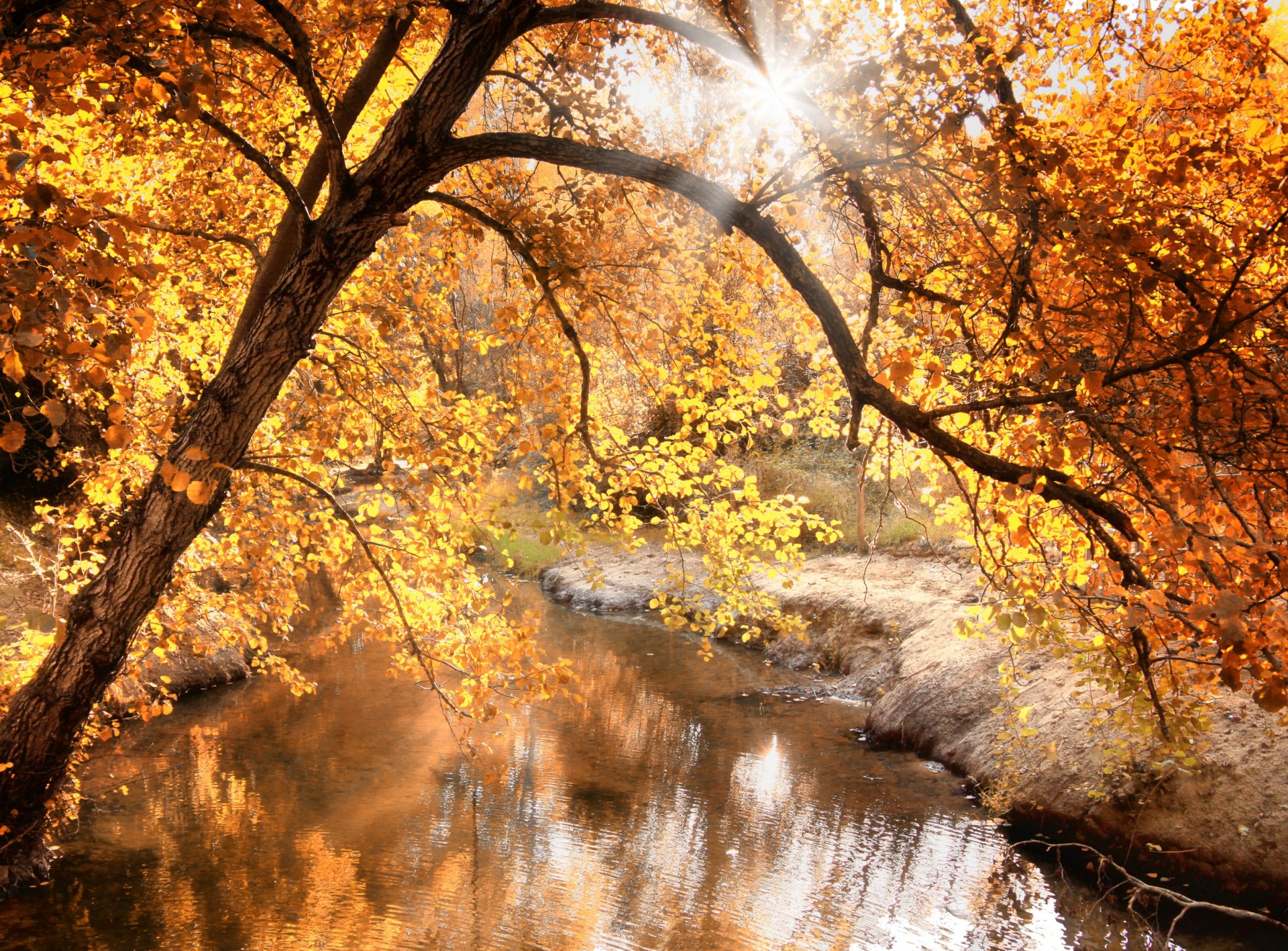 Download Pond Fall Nature Tree HD Wallpaper