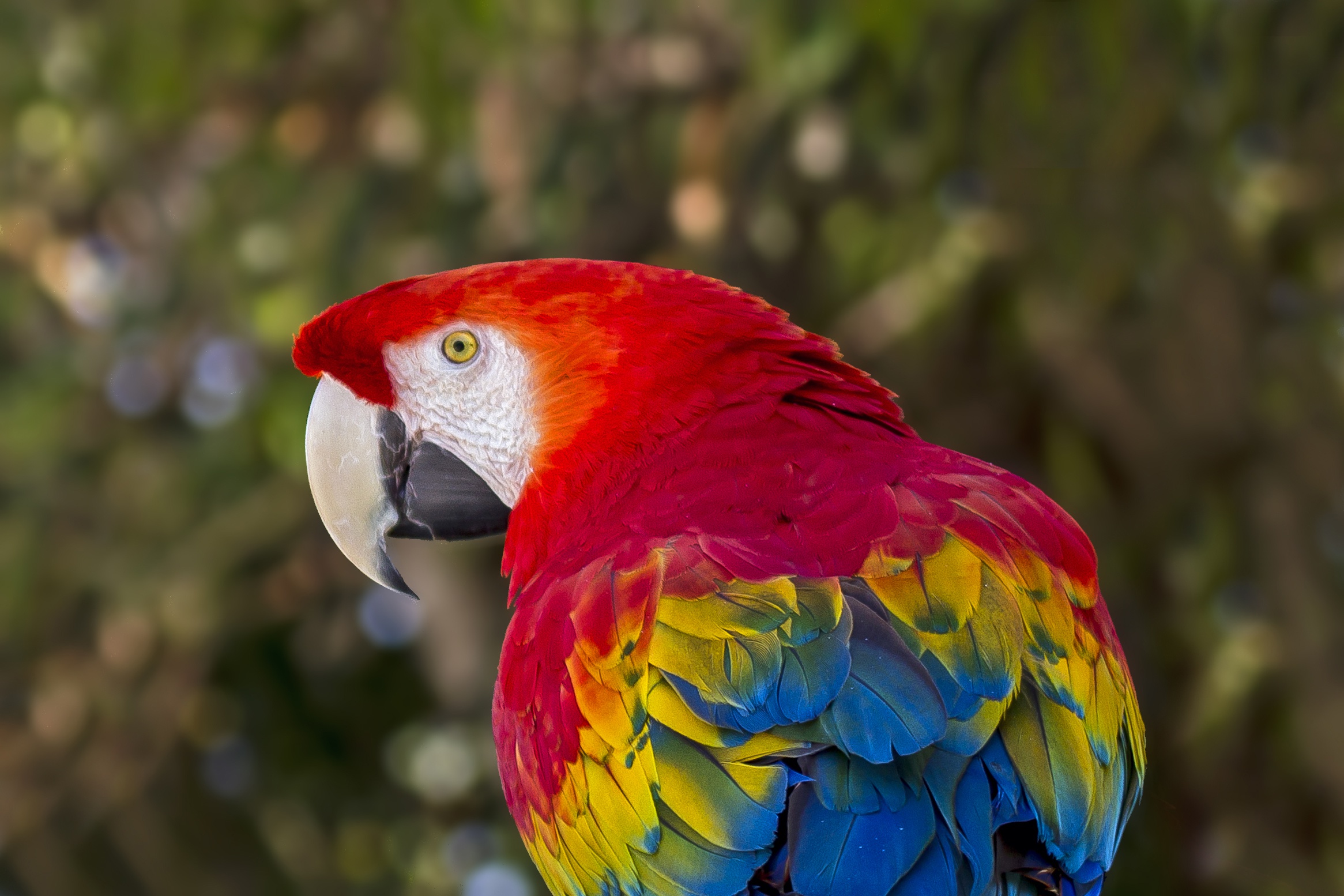 Scarlet Macaw HD Wallpaper