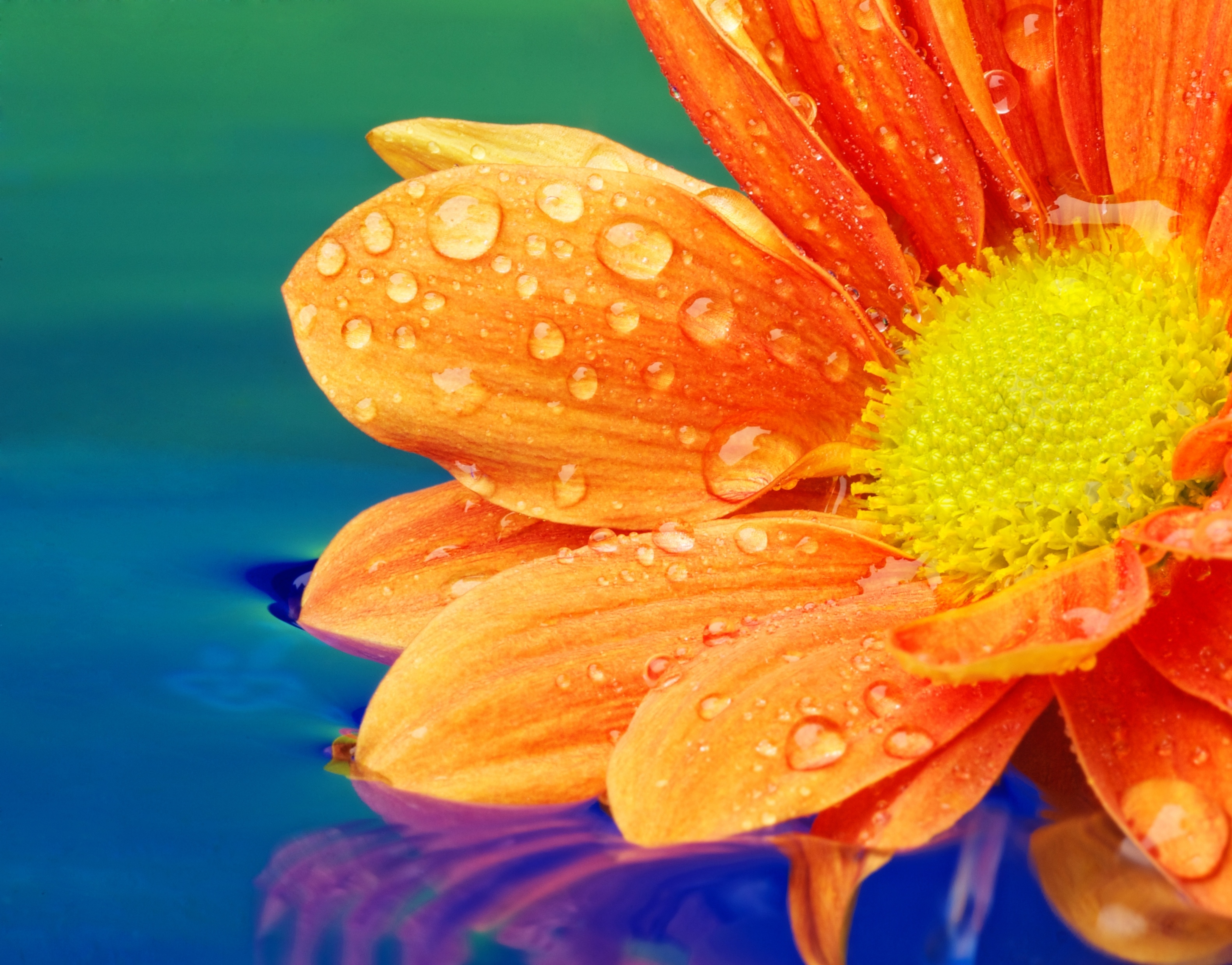 Flower 5k Retina Ultra HD Wallpaper | Background Image | 6322x4954 | ID ...