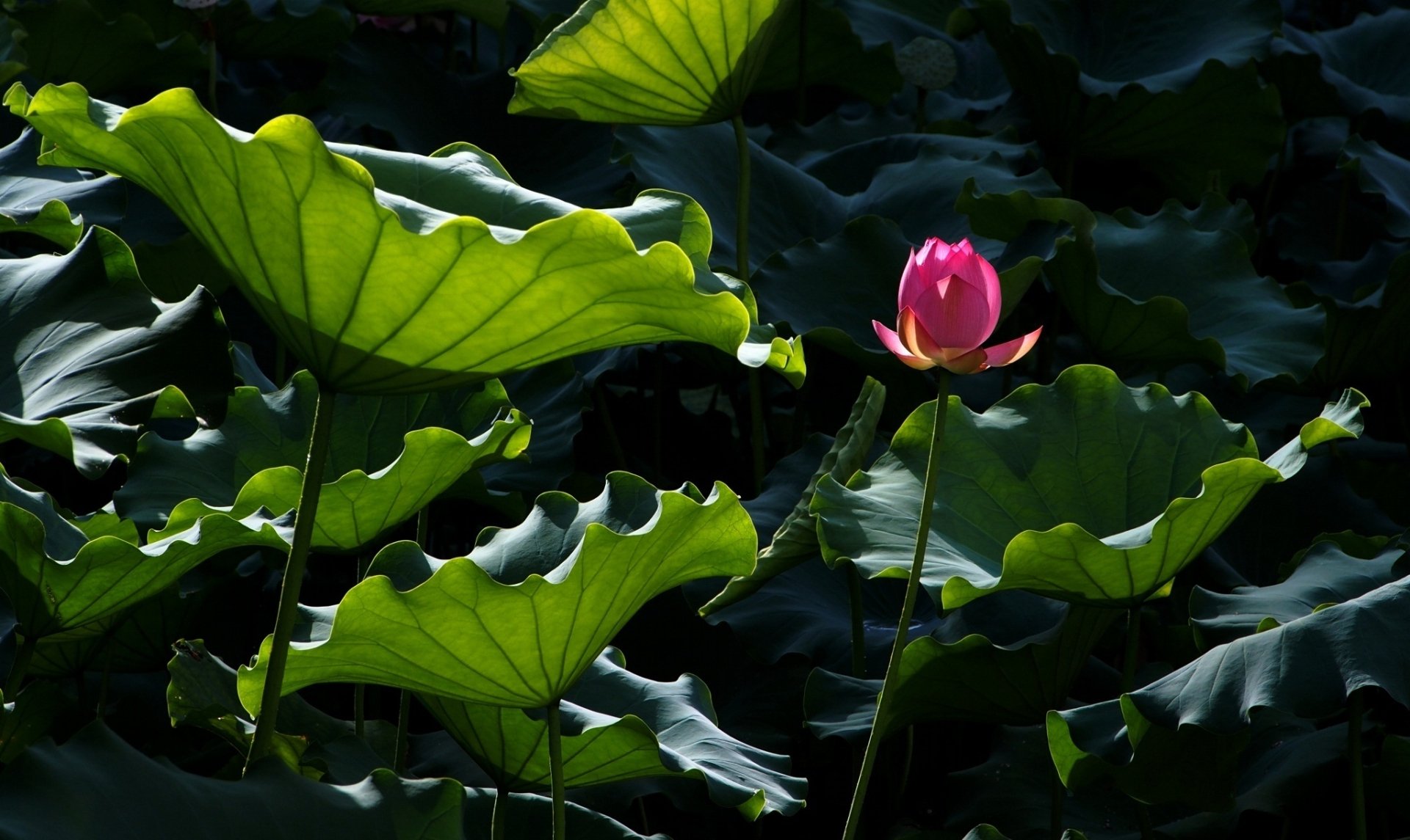Vibrant Pink Lotus Amid Lush Green Leaves - HD Nature Wallpaper ...