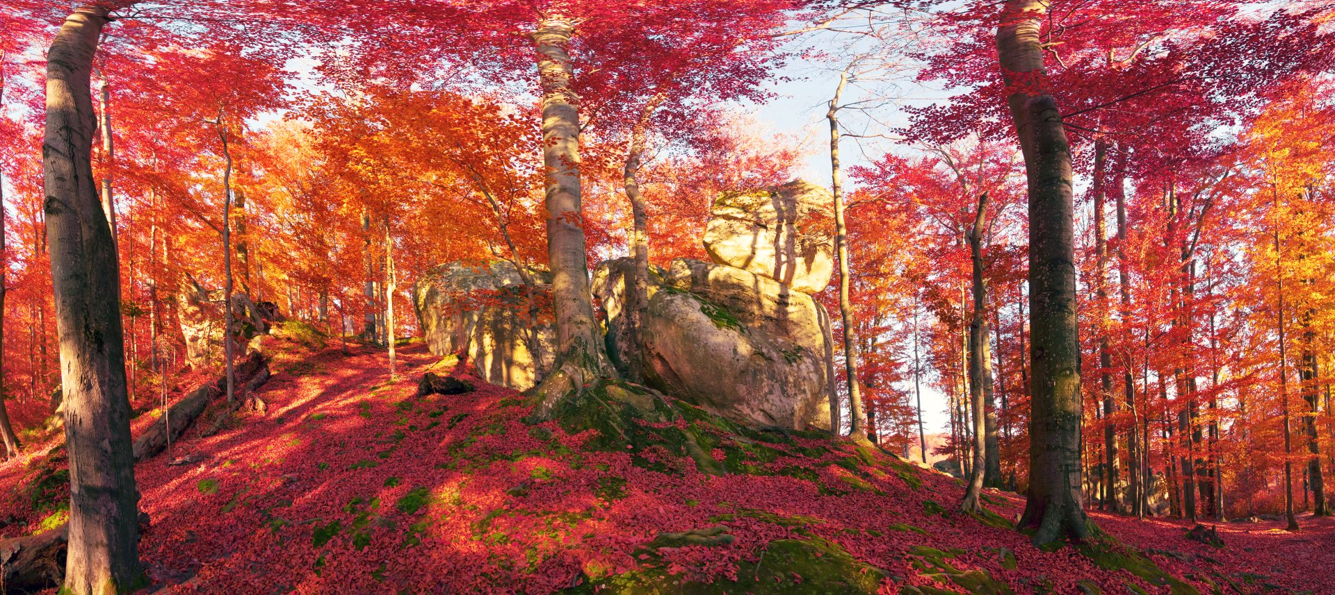 4K Ultra HD Fall Forest: Vibrant Nature’s Autumn Majesty