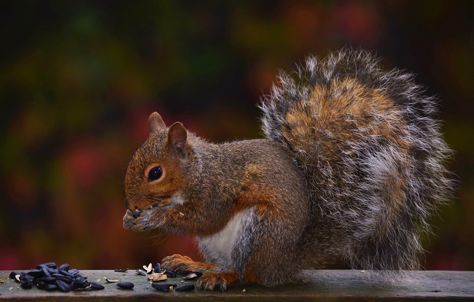 Download Eating Rodent Animal Squirrel 4k Ultra HD Wallpaper