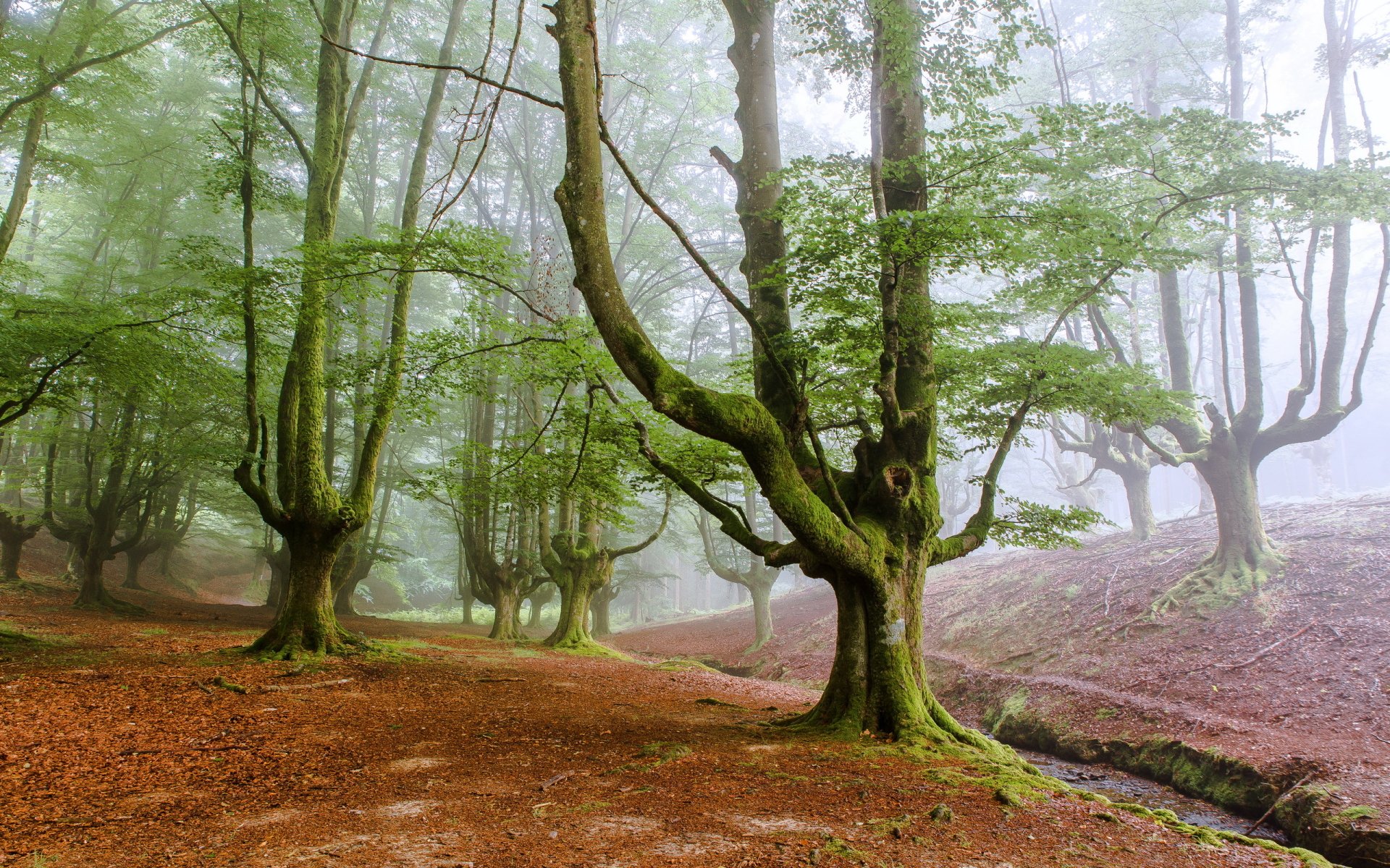 Misty Forest Stream – Stunning HD Nature Wallpaper