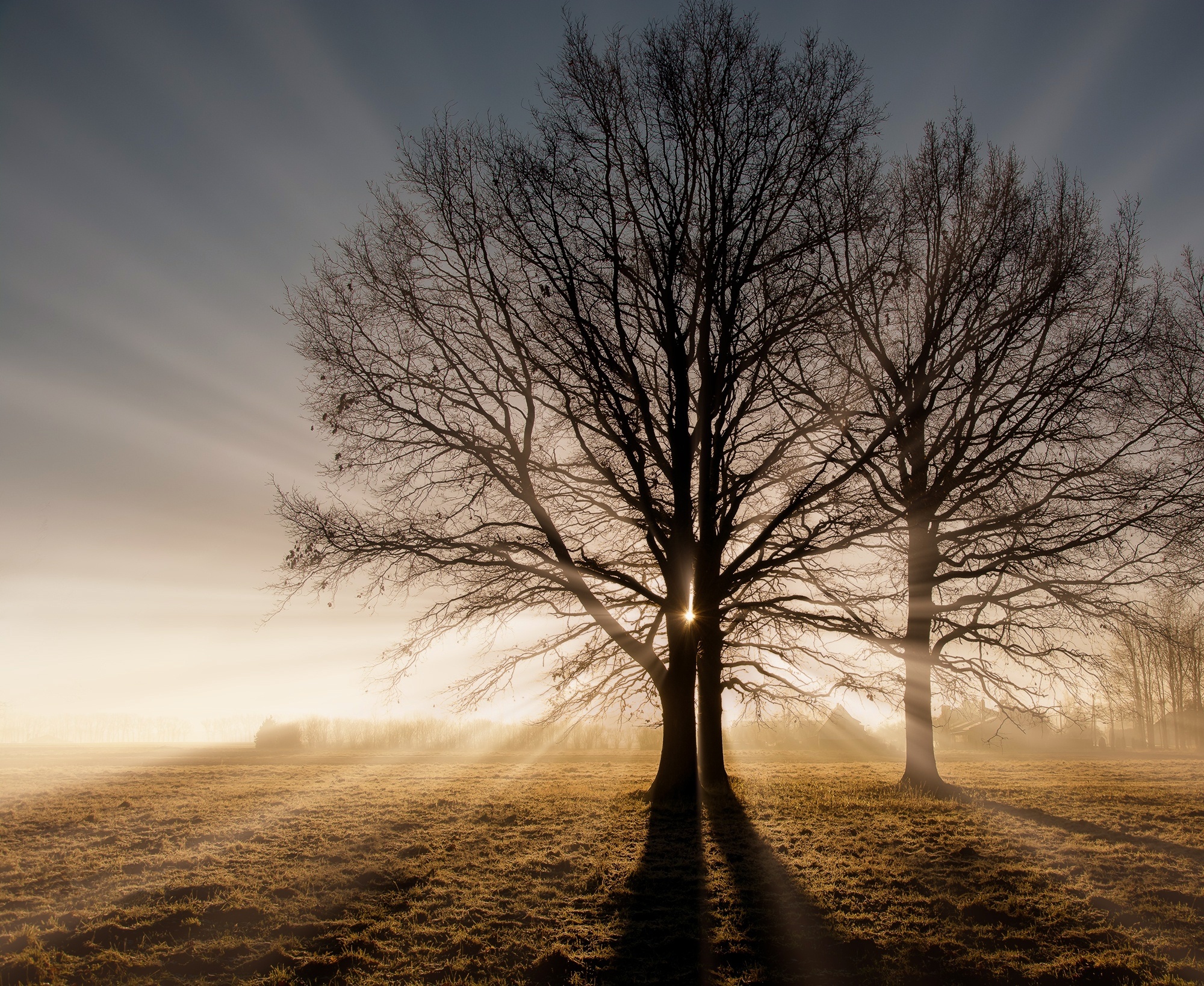 Sunlit Serenity: HD Nature Wallpaper of Trees in a Misty Field