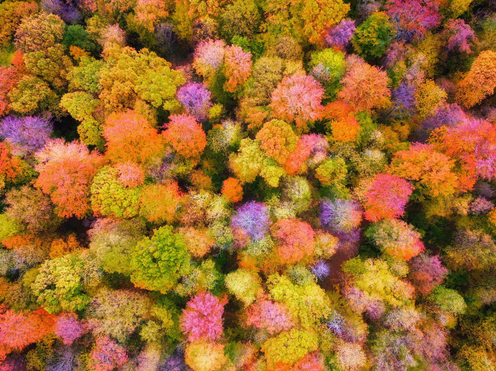 Download Colorful Aerial Tree Nature Forest HD Wallpaper