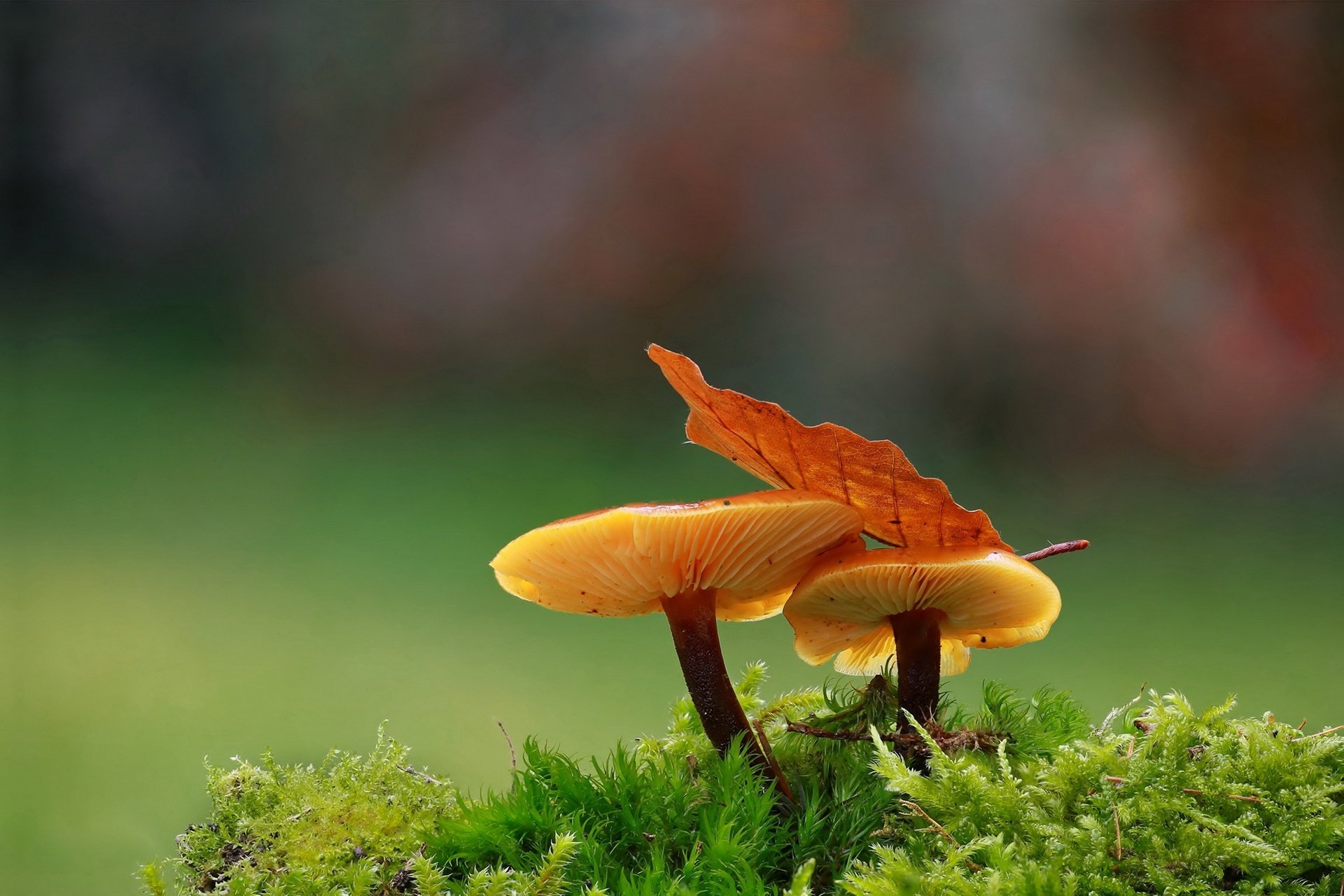 Download Close-up Nature Moss Fall Mushroom HD Wallpaper | 1920x1280 ...