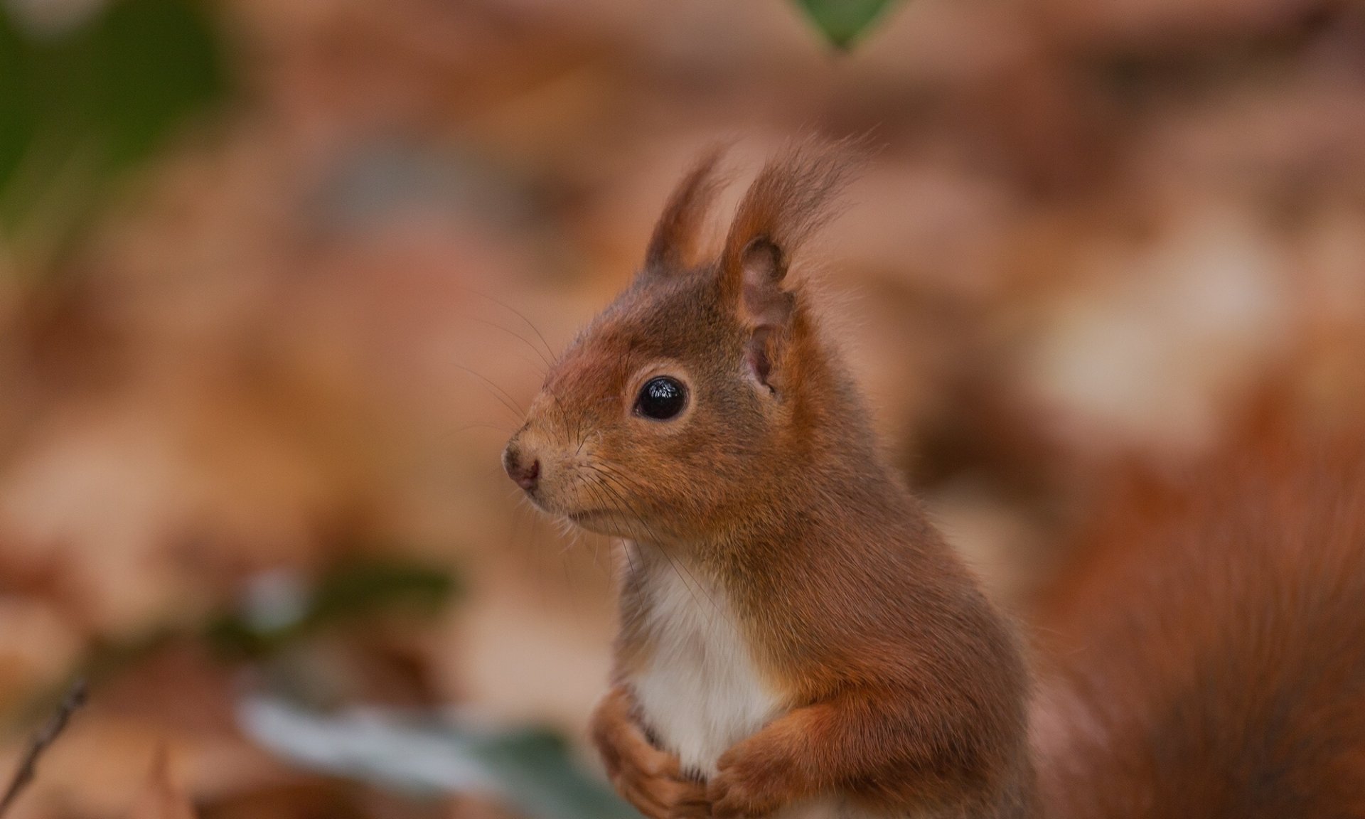HD Close-Up of a Curious Squirrel in Soft Focus
