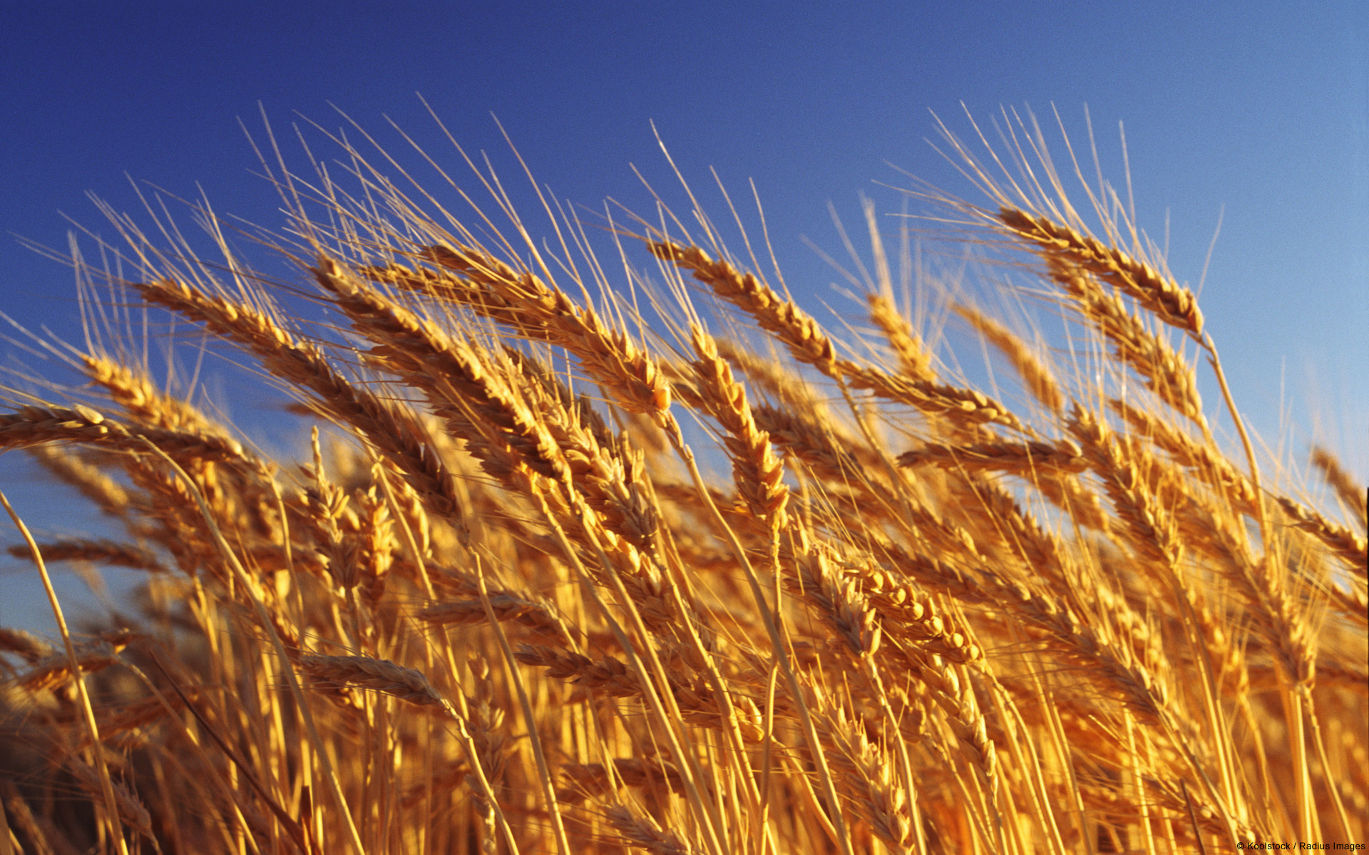 Indian Wheat Wallpaper