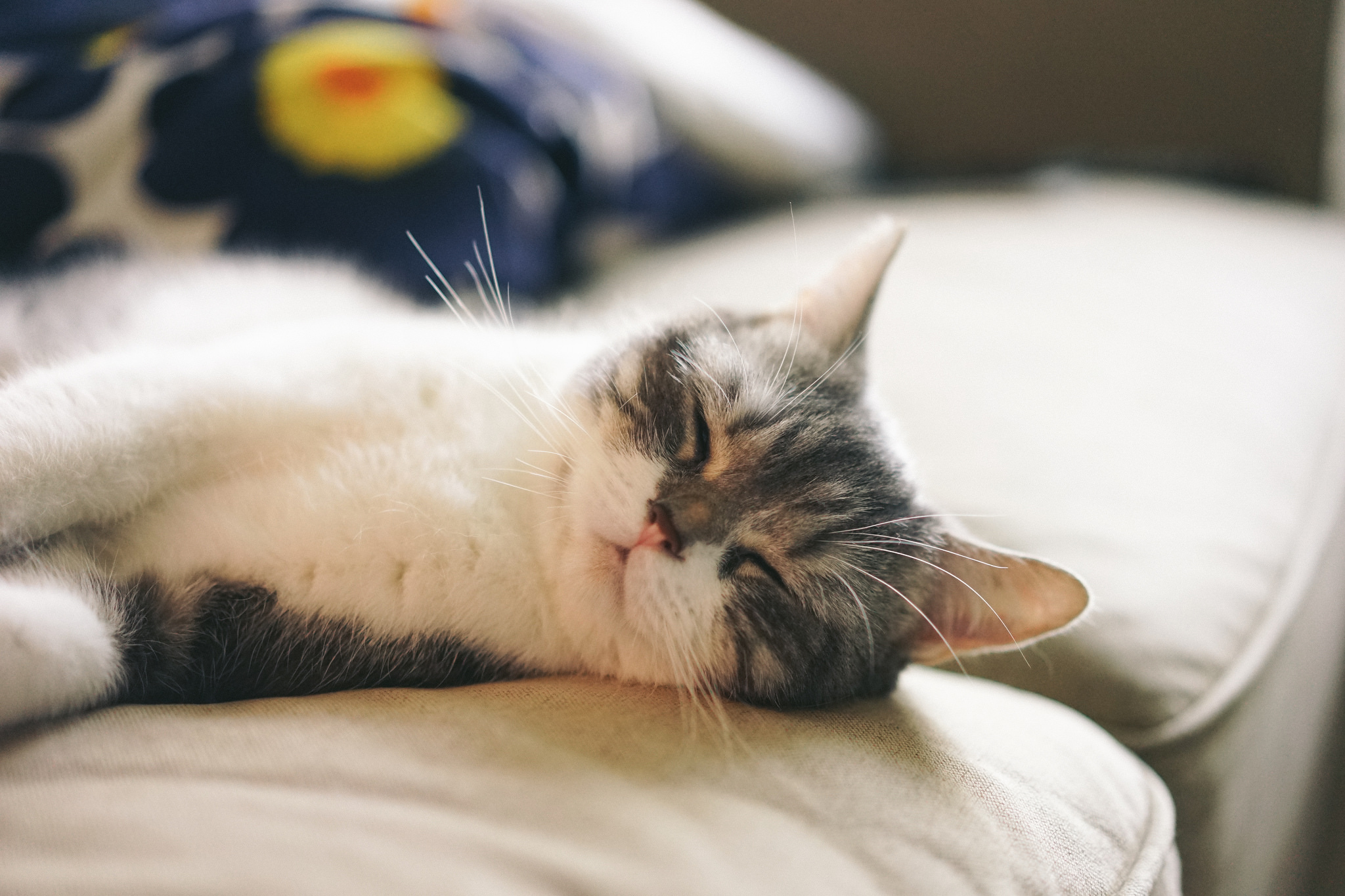 Download Sleeping Animal Cat HD Wallpaper