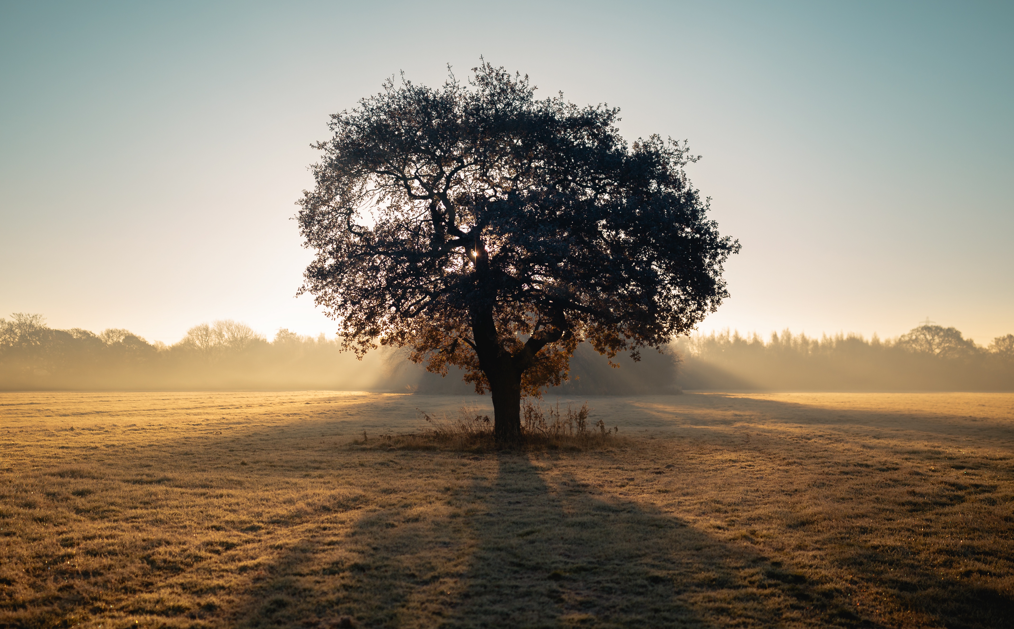 Download Sunbeam Nature Tree 4k Ultra HD Wallpaper