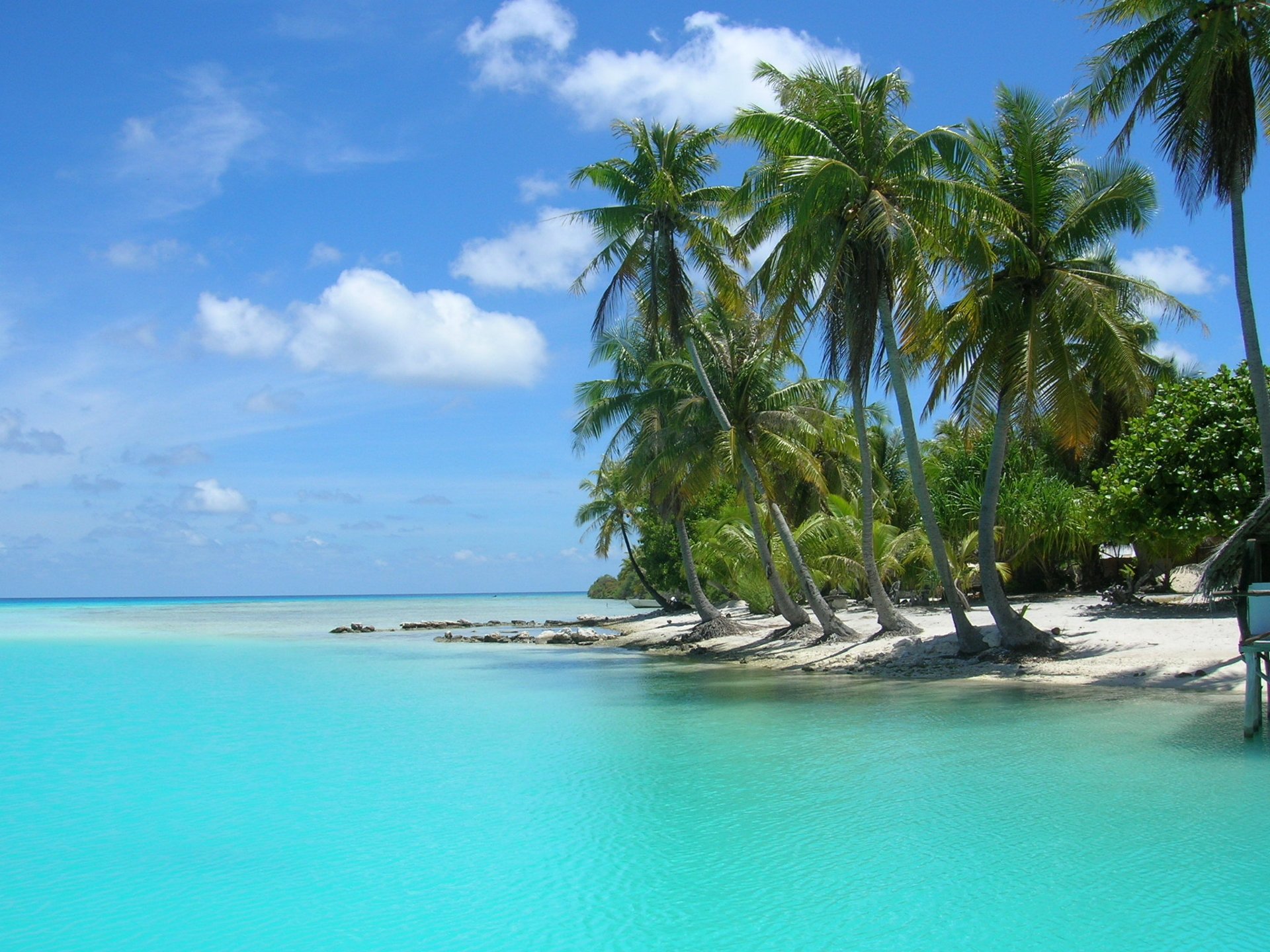 Download Horizon Tropical Sea Ocean Palm Tree Earth Photography Beach ...