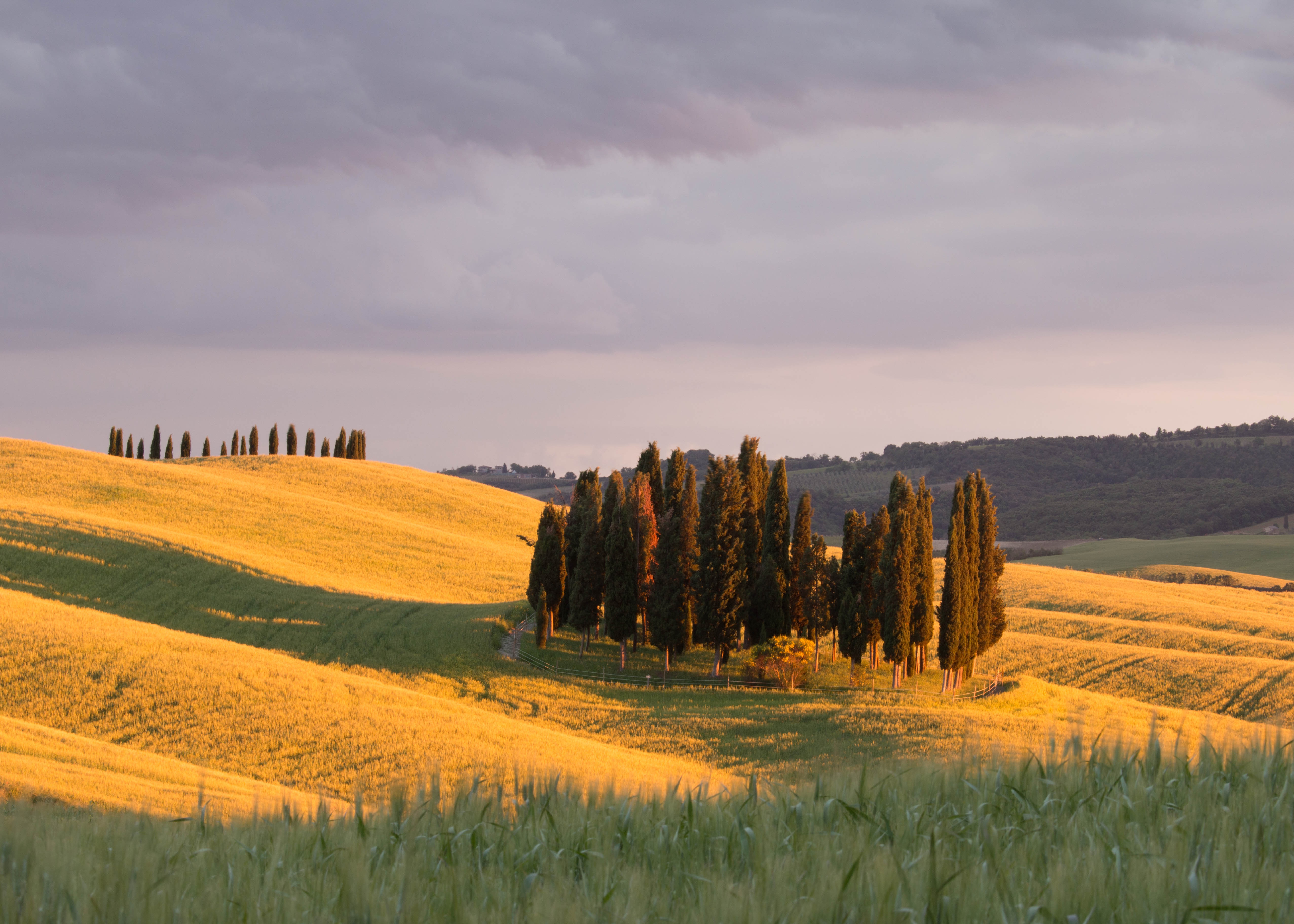 Download Hill Sunny Summer Tree Nature Field 4k Ultra HD Wallpaper