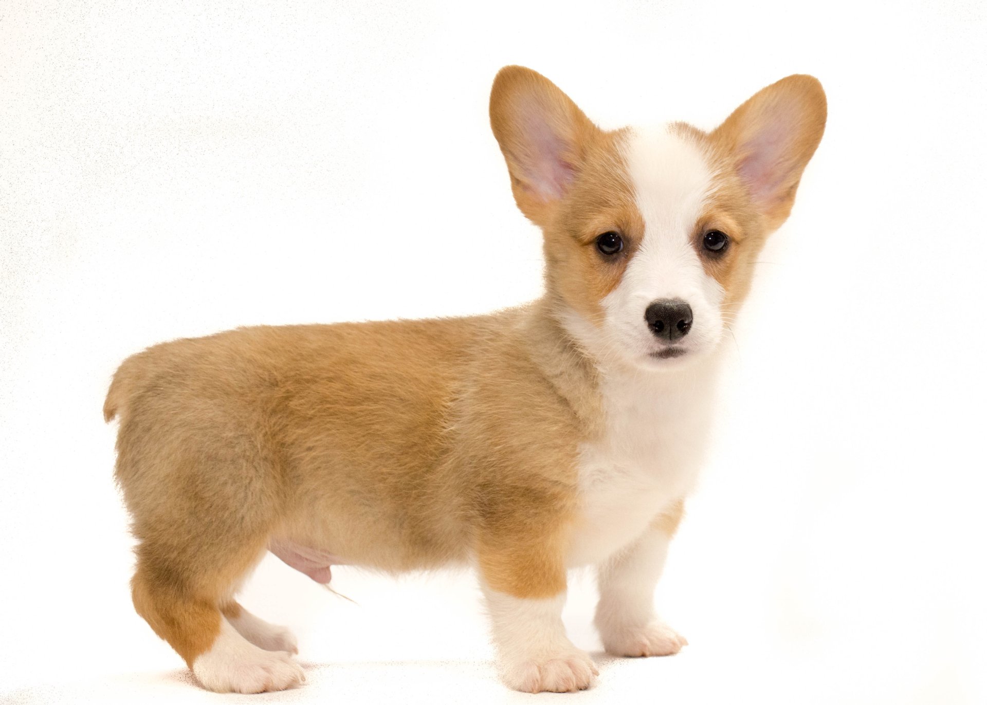 Download Animal Corgi 4k Ultra HD Wallpaper