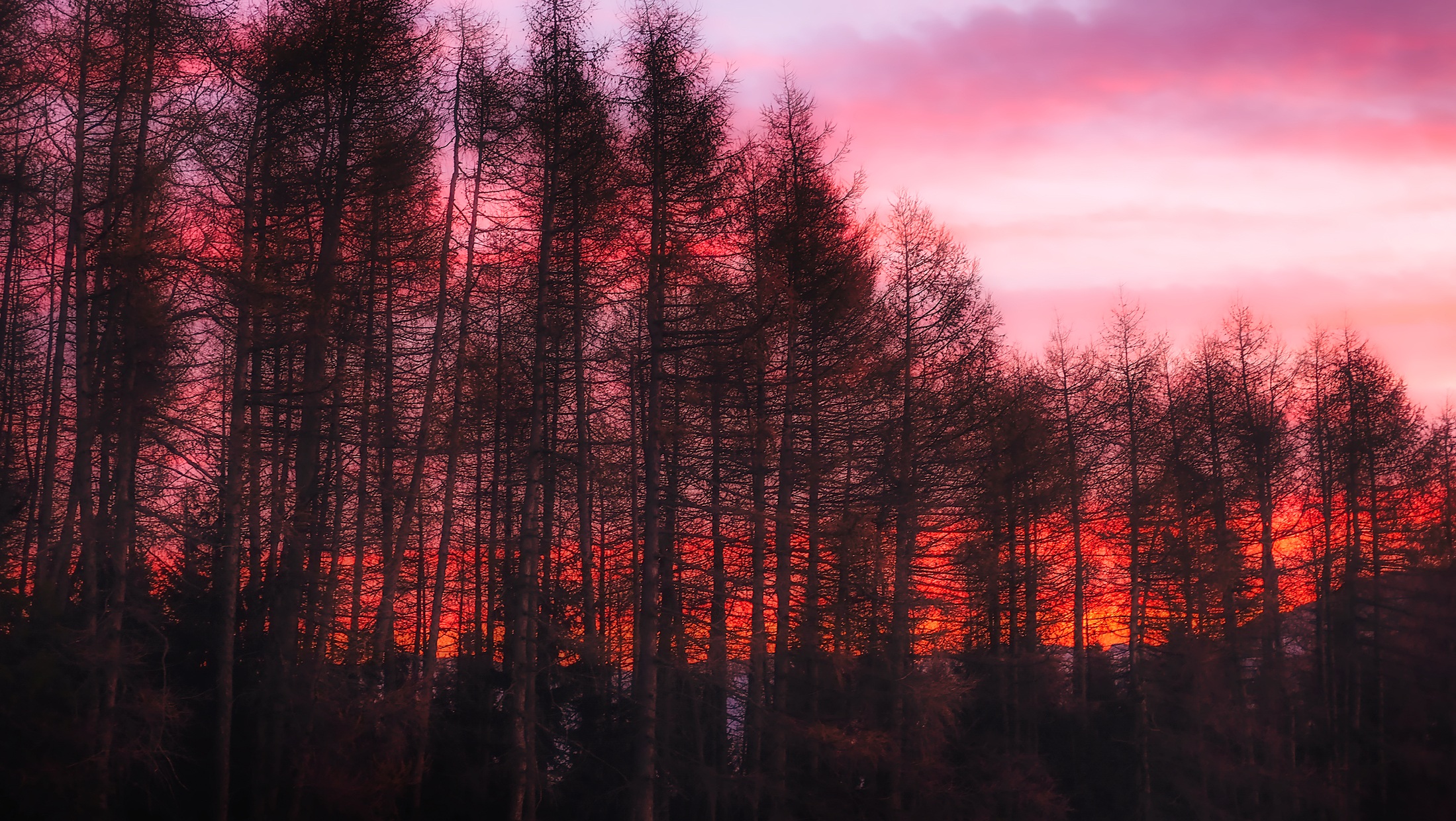 Download Red Tree Nature Sunset Dark Forest HD Wallpaper