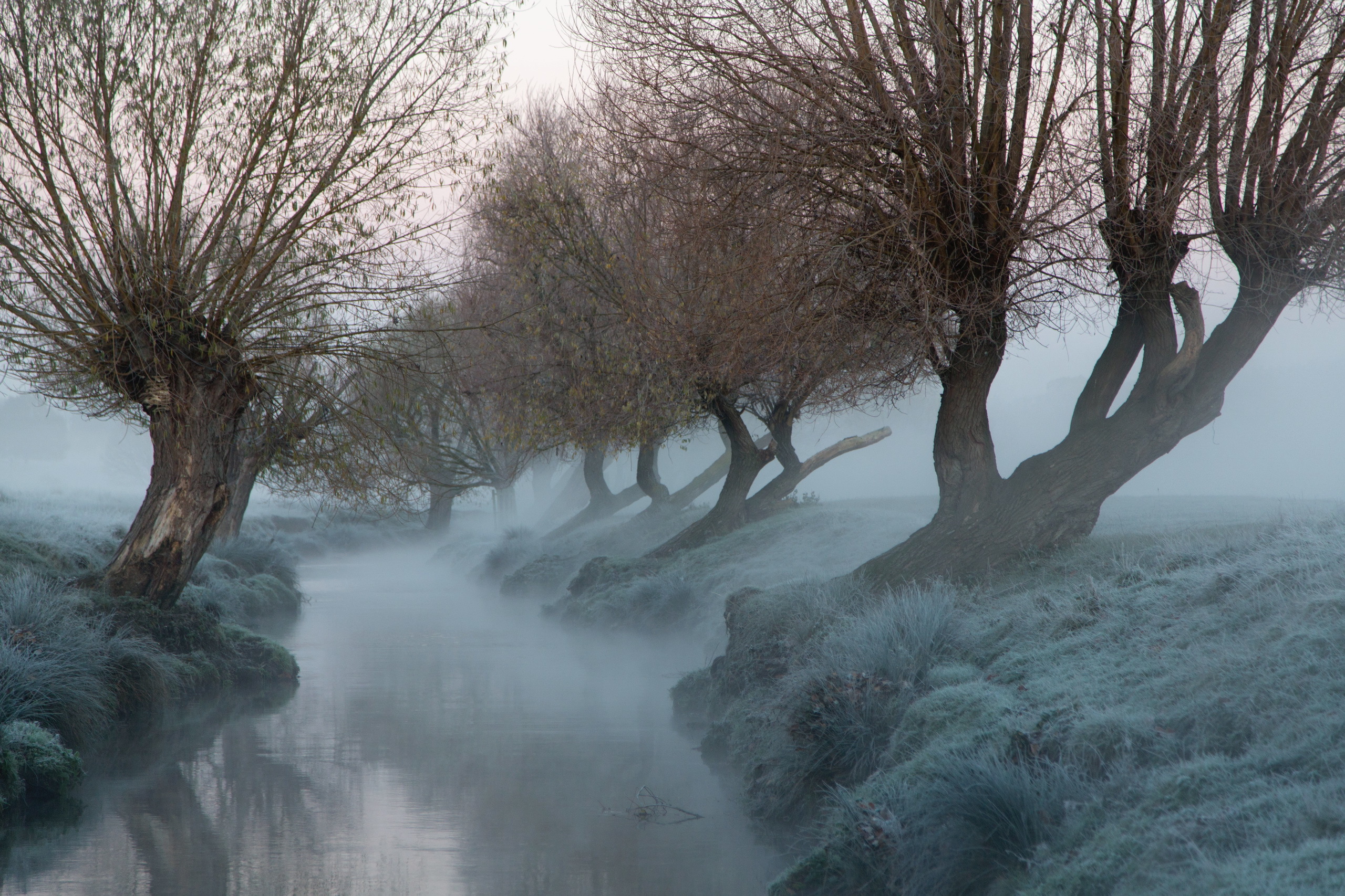 Download Tree-lined Tree River Nature Fog HD Wallpaper