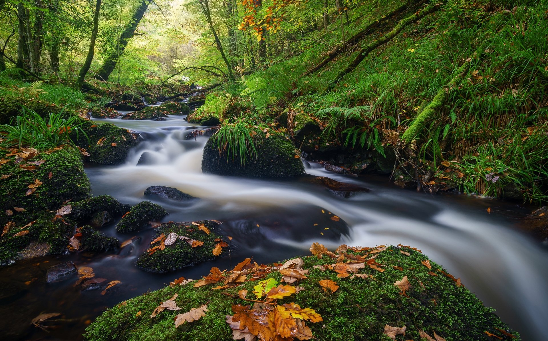 Download Moss Foam Nature Stream 4k Ultra HD Wallpaper