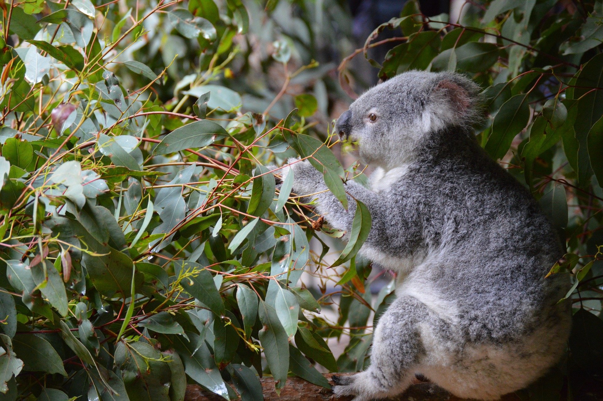 Koala in Focus: HD Wallpaper