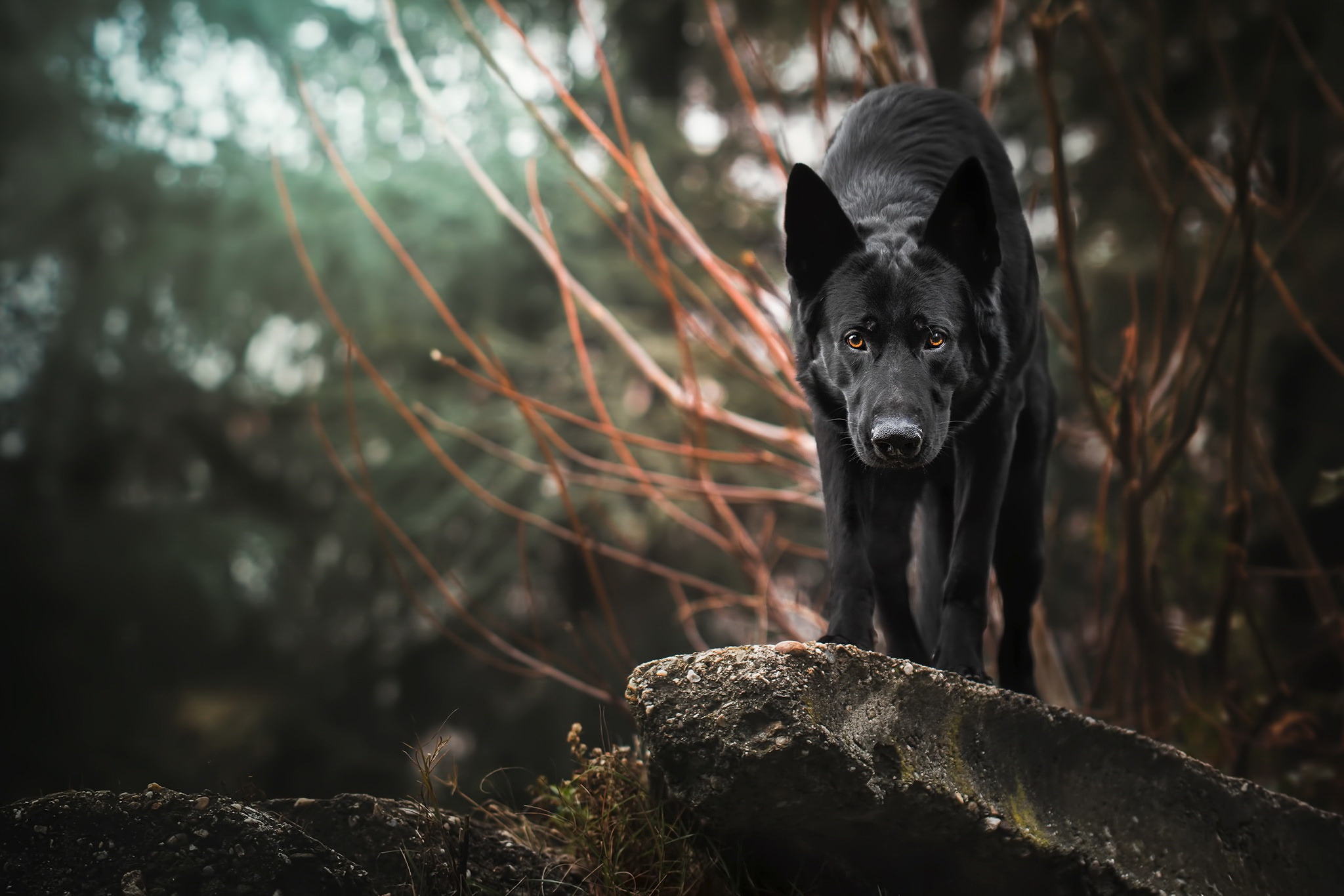 Download Muzzle Stare Dog Animal German Shepherd HD Wallpaper by Jelena ...