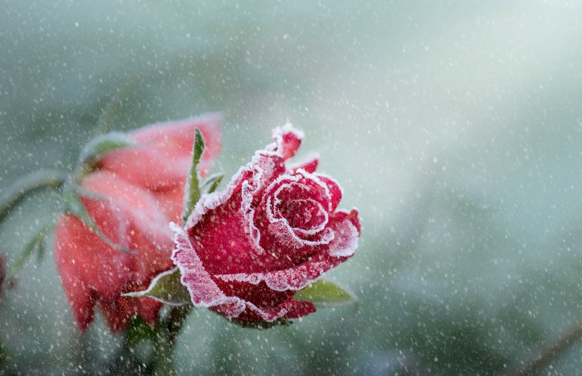 Winter's Embrace: Pink Rose Beauty in Snowfall HD Wallpaper | 2560x1653 ...
