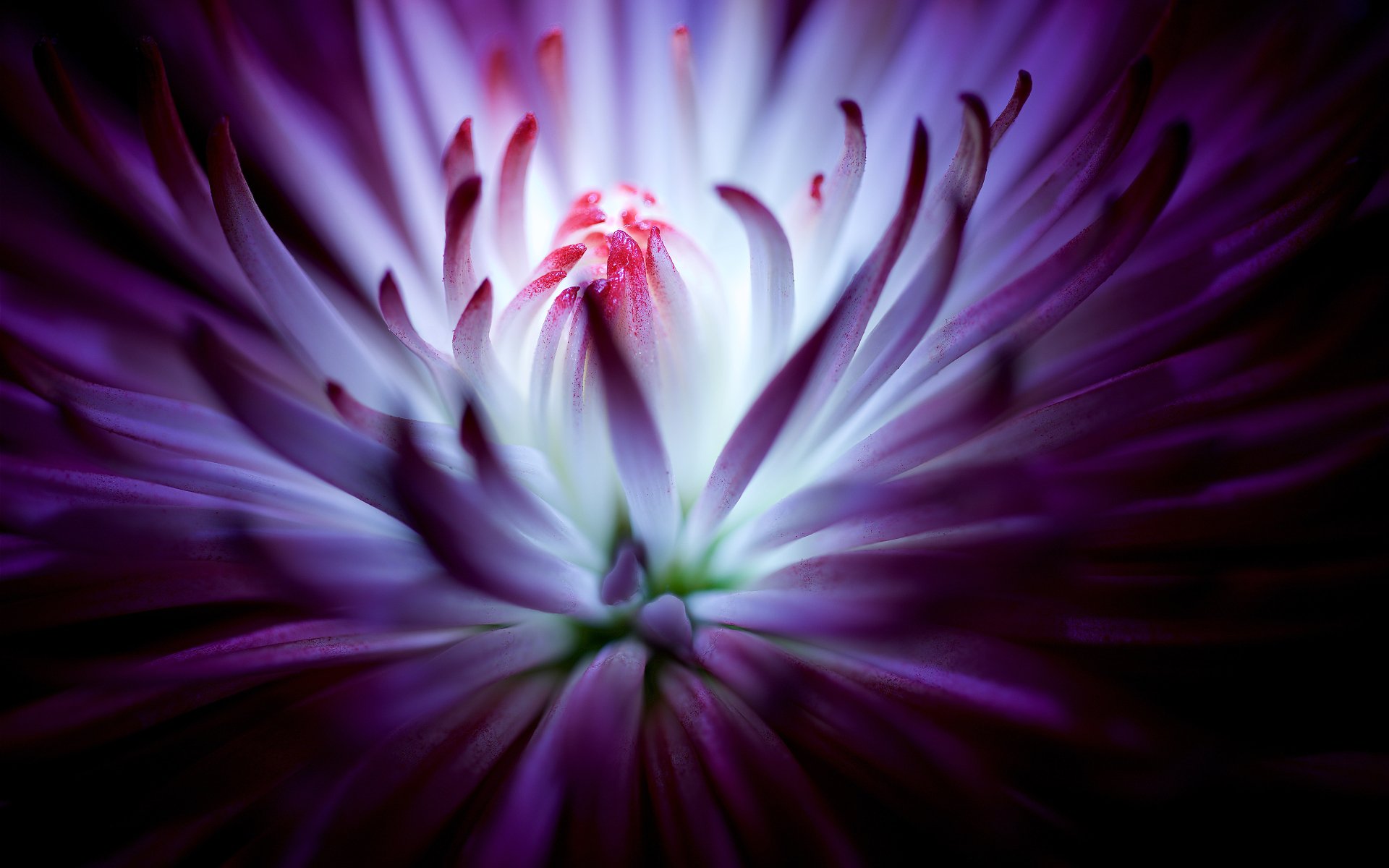 Luminous Purple Bloom — 4K Ultra HD Macro Flower Wallpaper | 3840x2400 ...
