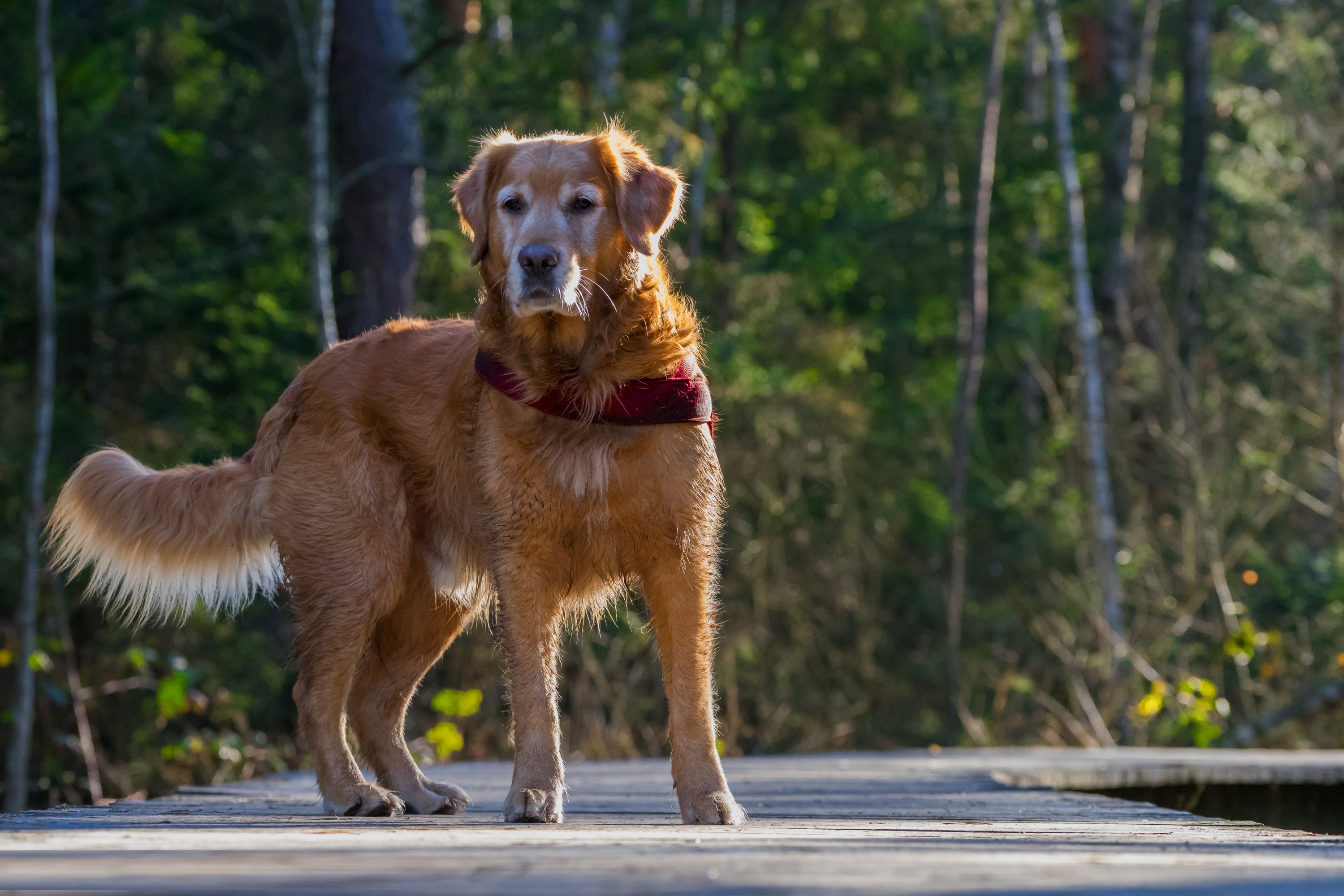 Download Dog Animal Golden Retriever HD Wallpaper