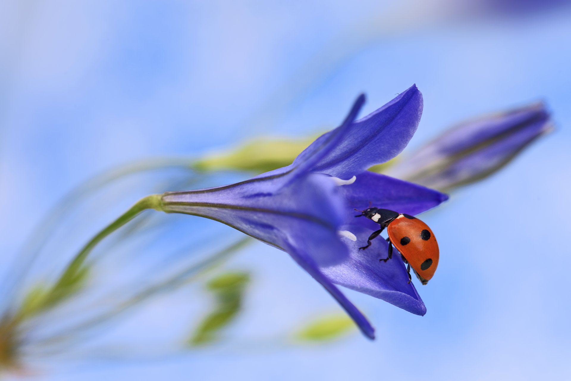 Download Macro Blue Flower Insect Animal Ladybug 4k Ultra HD Wallpaper