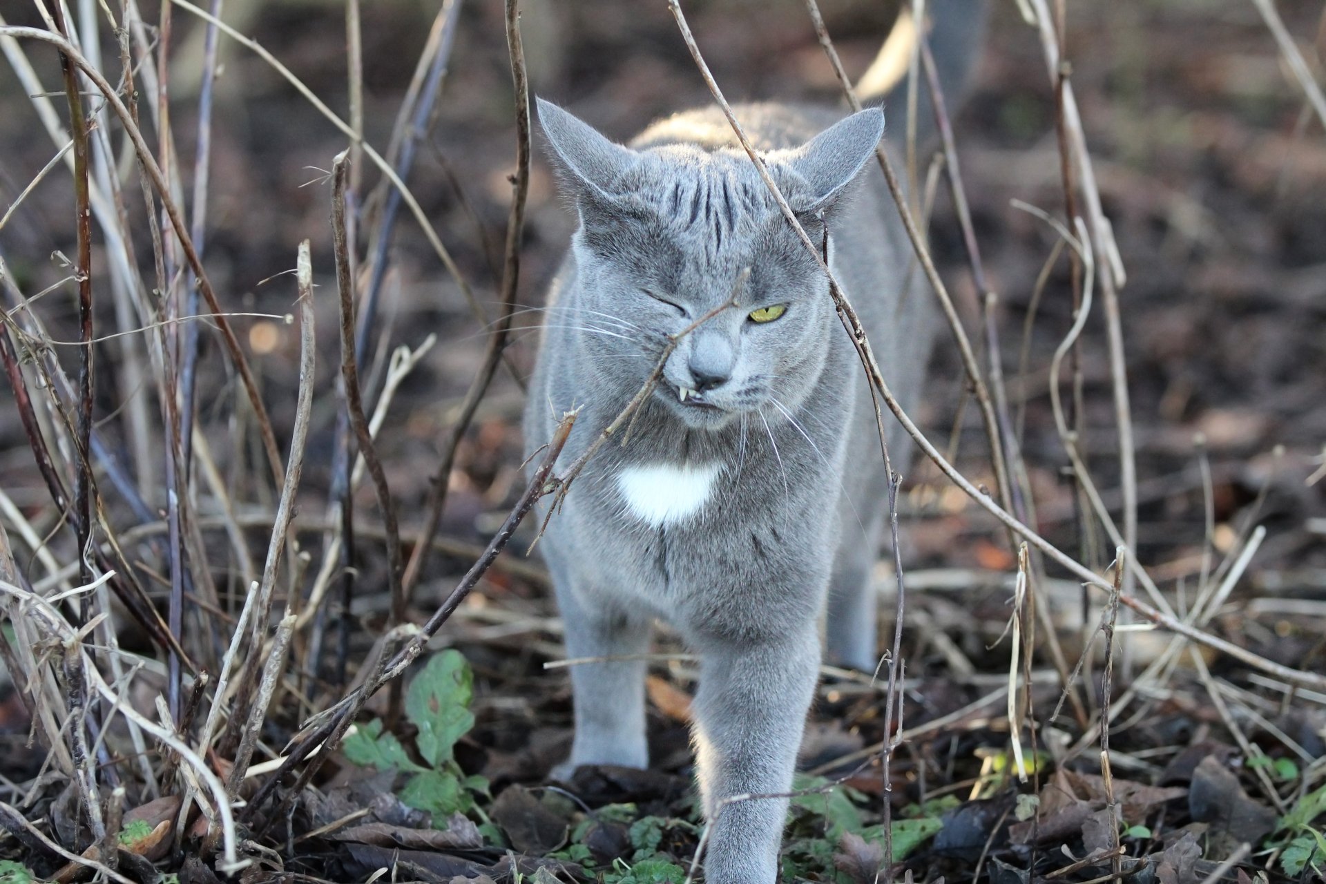 Animal Cat 4k Ultra HD Wallpaper by Camilla Toldevar Nielsen