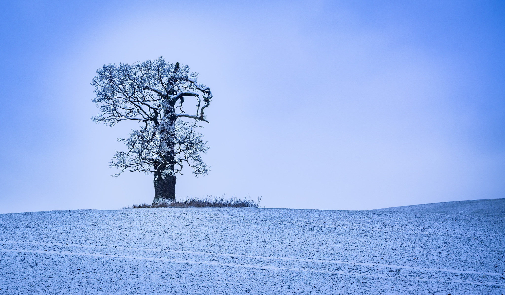 Lone Tree Winter Wallpaper