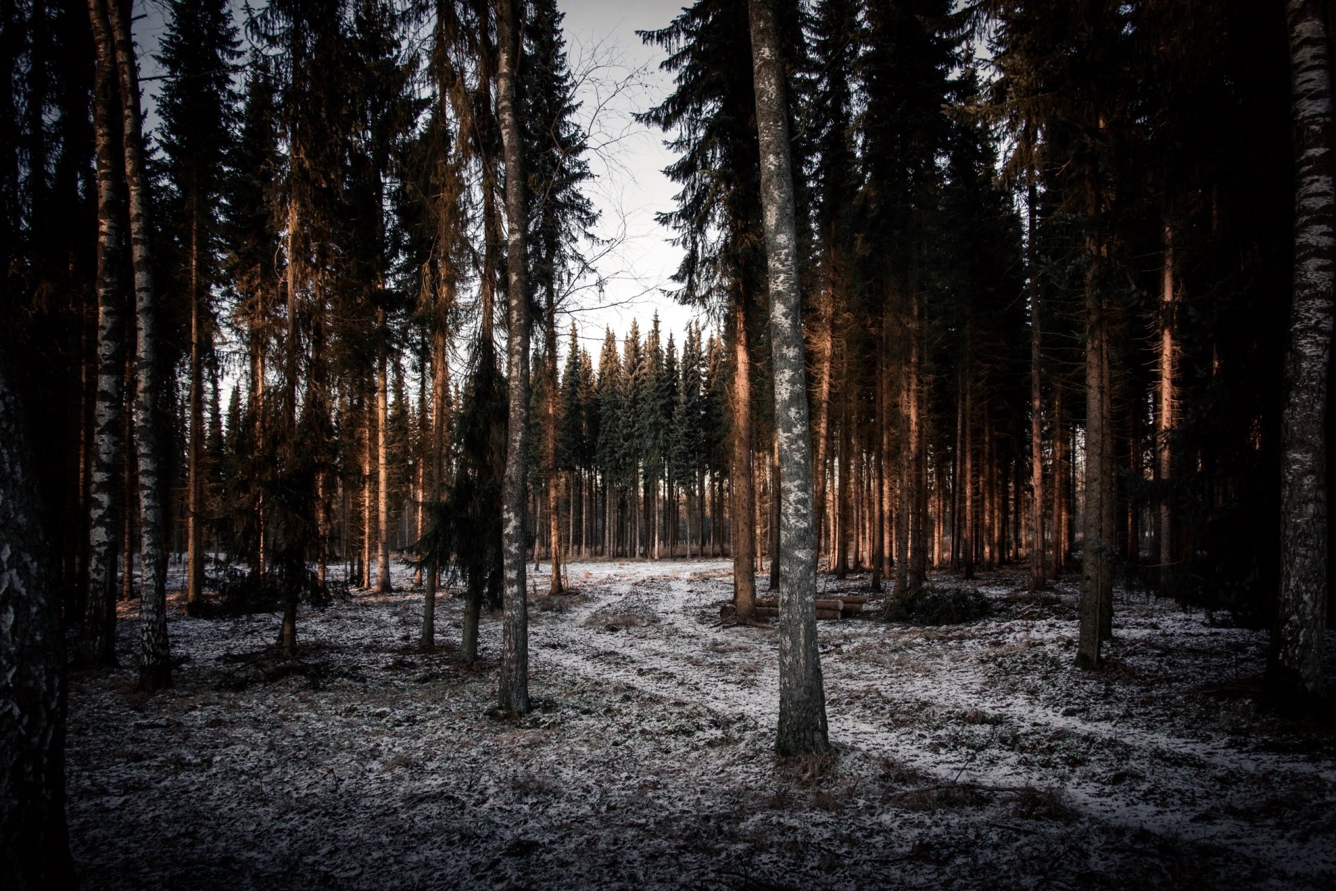 2K Quad HD — Twilight Pine Forest Path Wallpaper | 2560x1707 ...