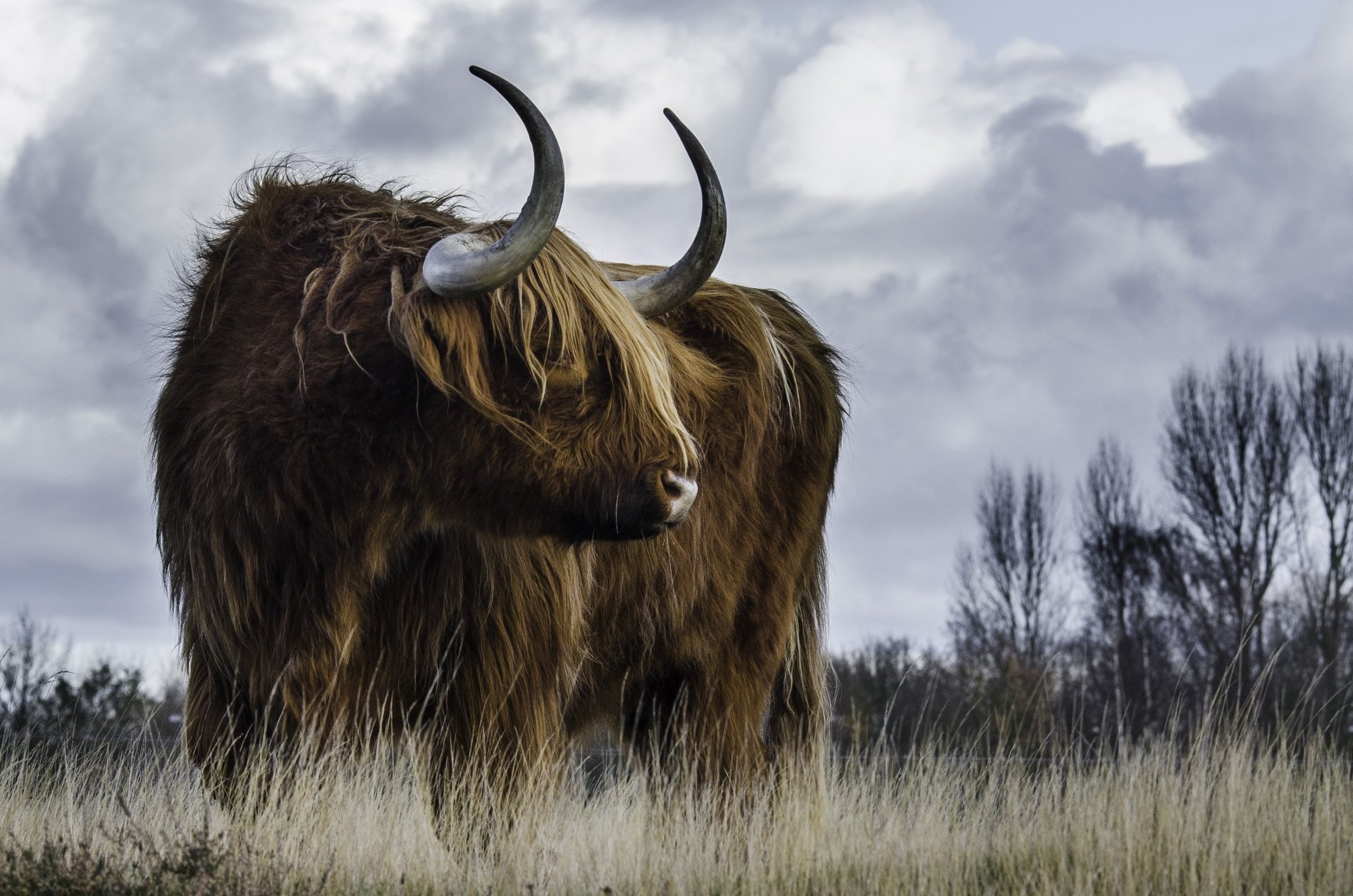 Majestic Highland Cow in 4K Ultra HD