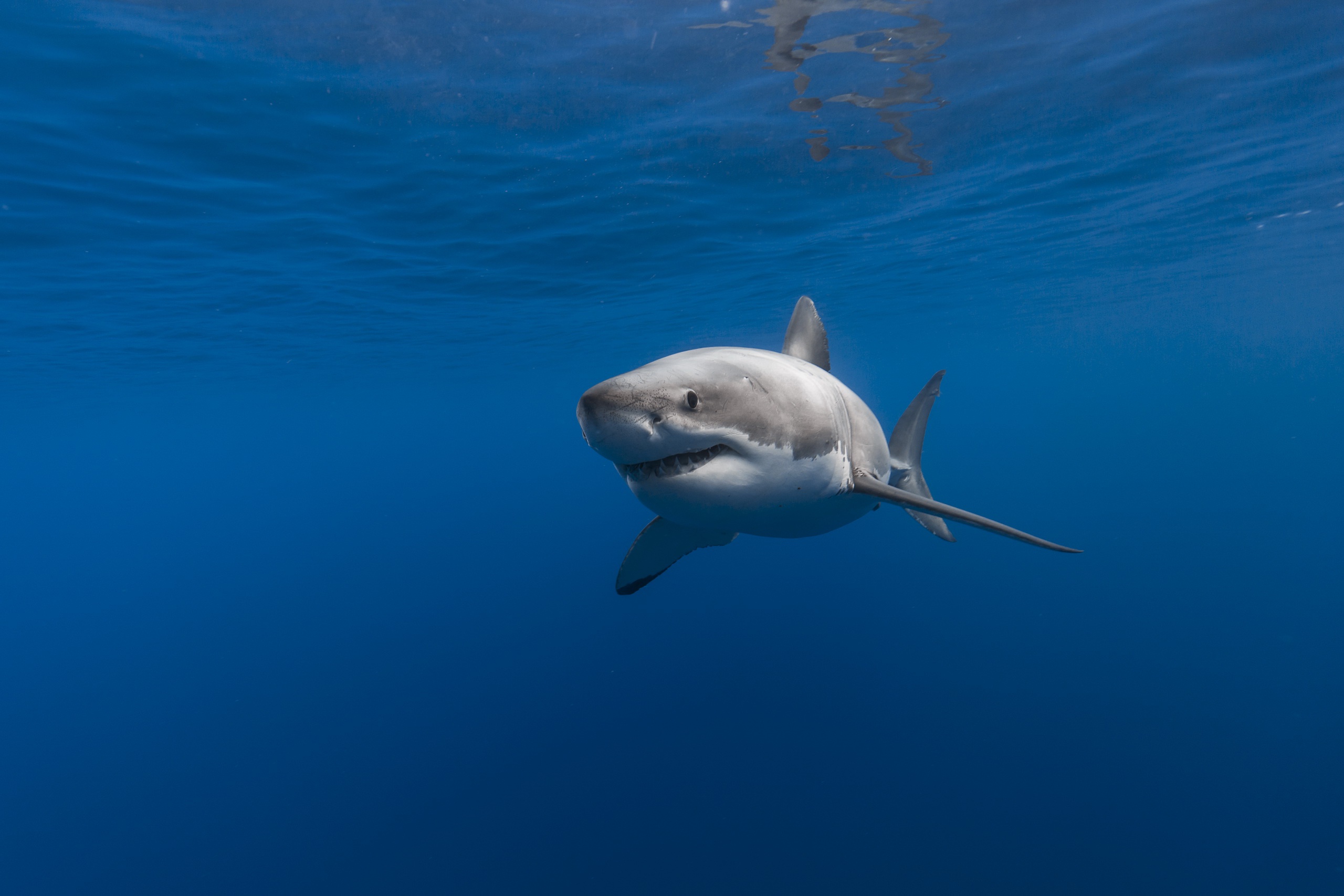 Download Underwater Fish Animal Shark HD Wallpaper