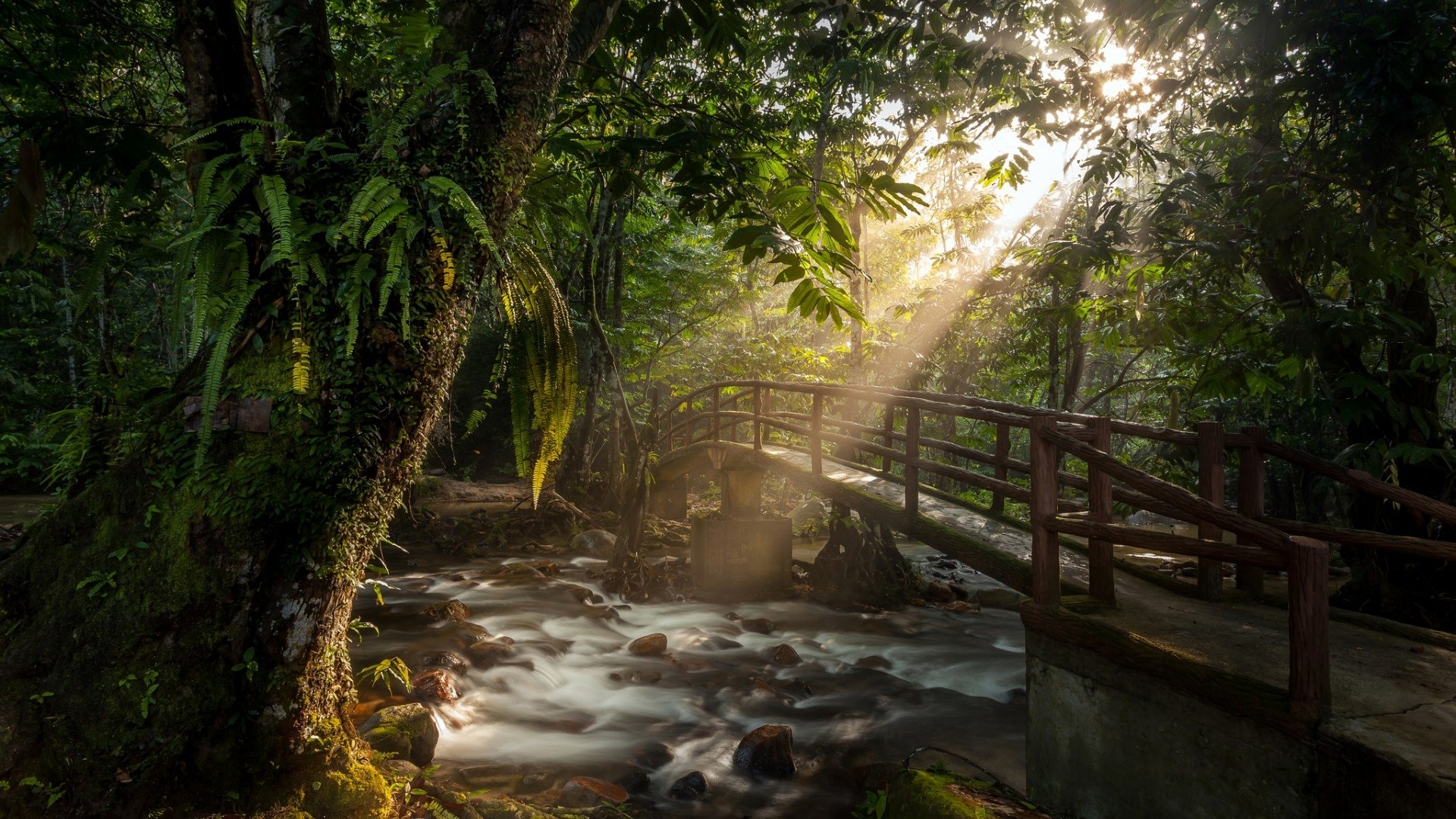 Sunlit Forest Bridge Over Whispering River – HD Nature Wallpaper