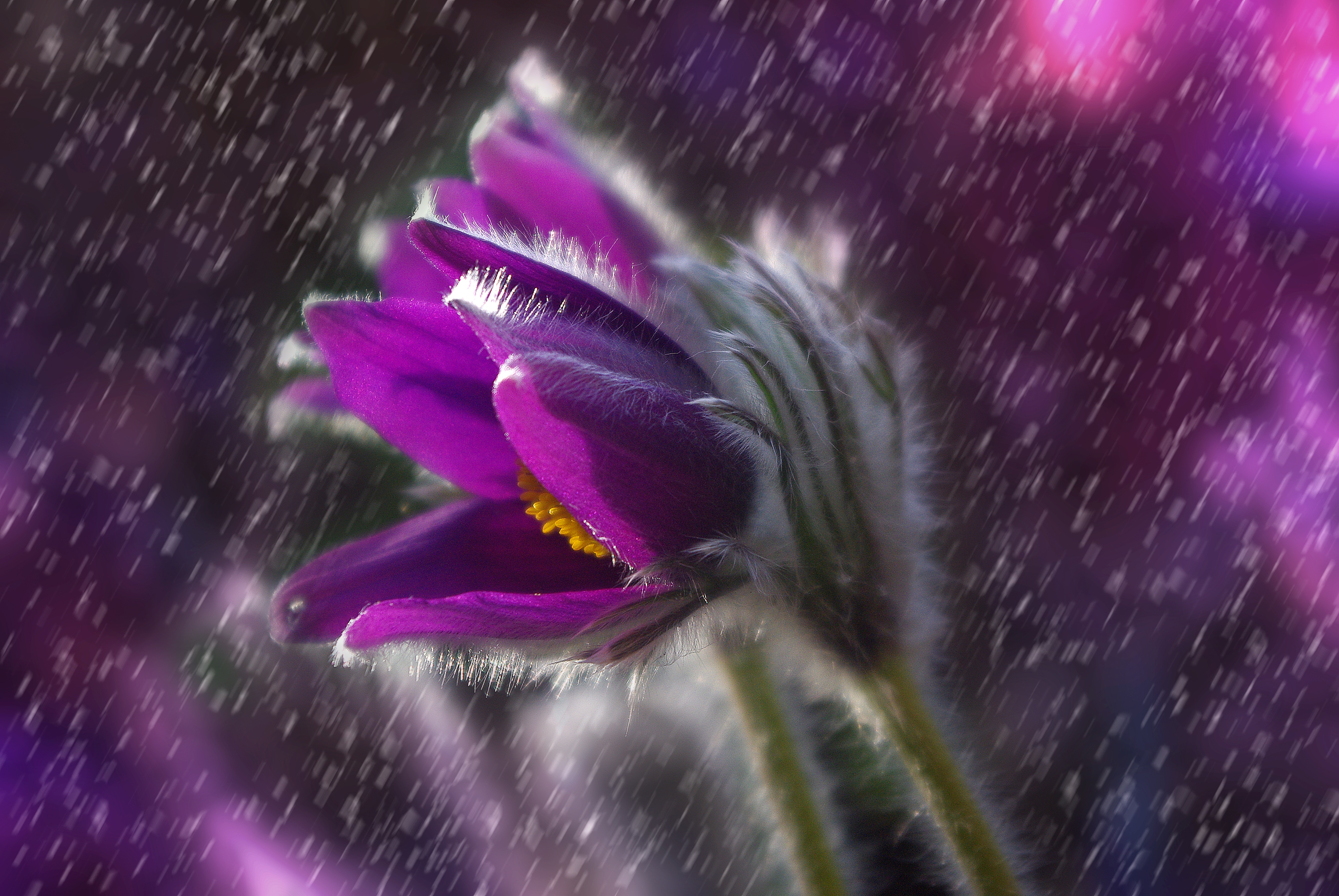 Download Nature Purple Flower Rain Macro Flower 4k Ultra HD Wallpaper