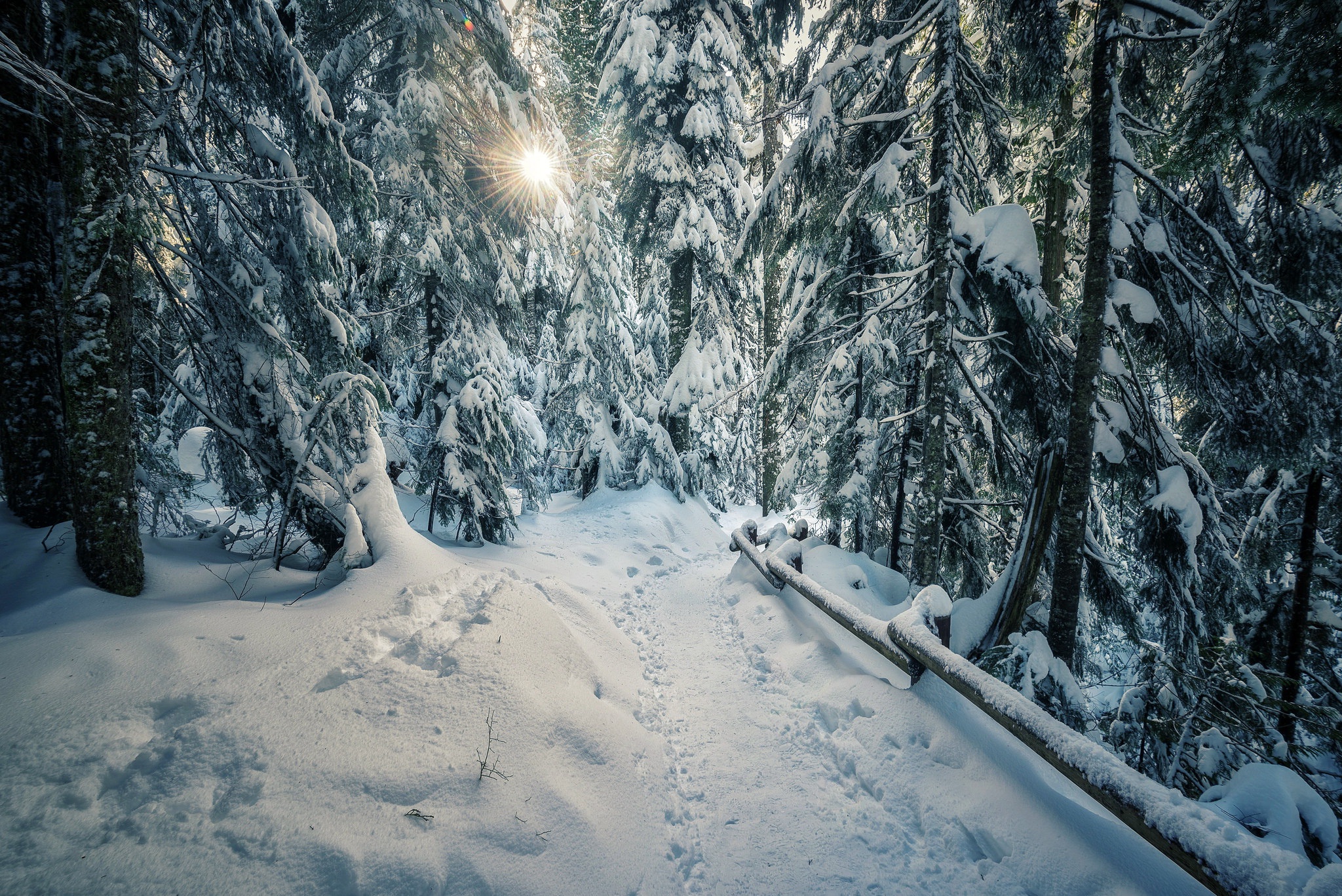 Download Forest Snow Winter Nature Path HD Wallpaper