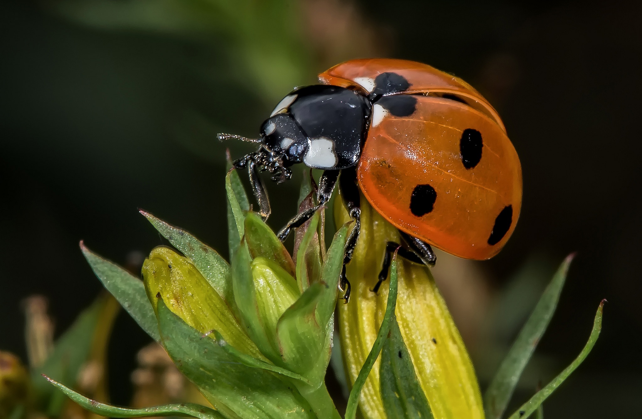 Download Macro Insect Animal Ladybug HD Wallpaper