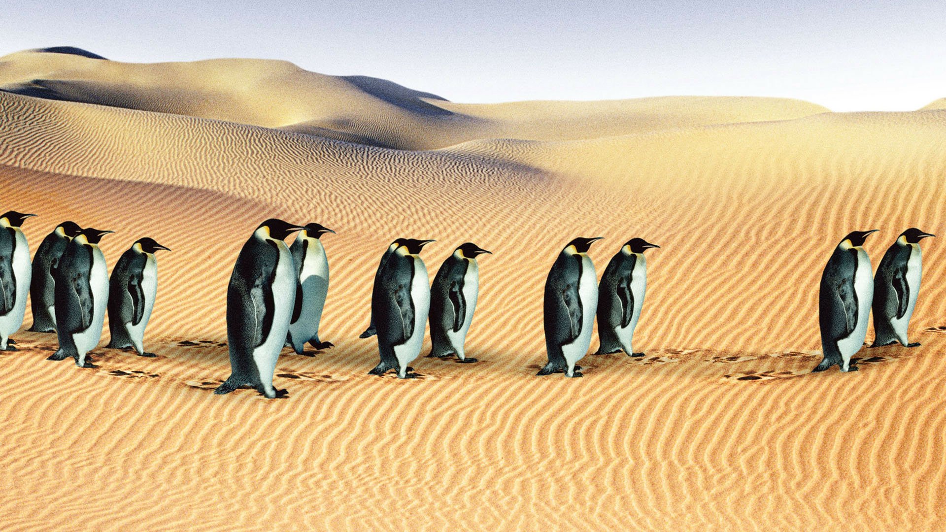 Download Penguin Movie An Inconvenient Truth HD Wallpaper