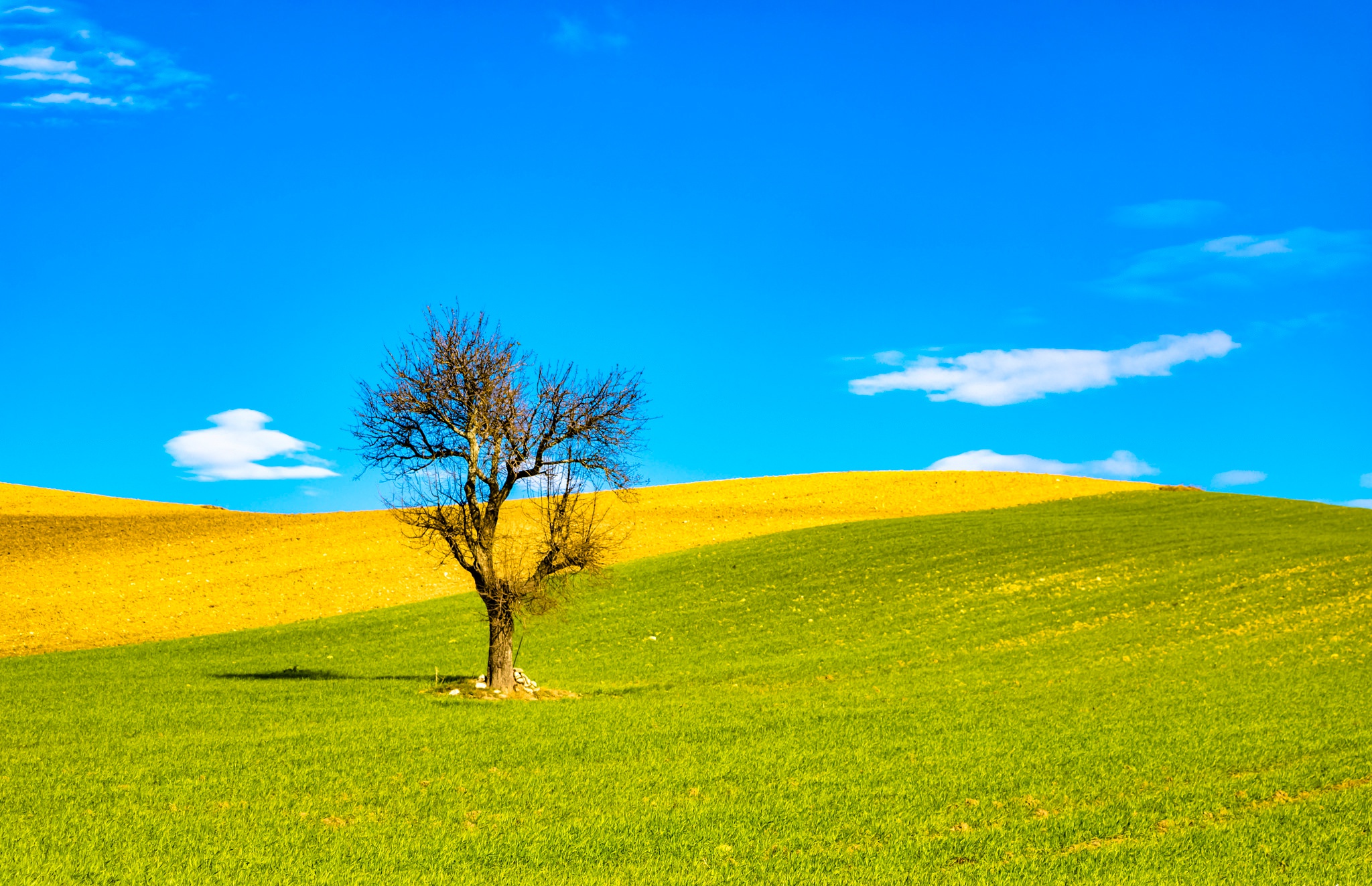 Download Hill Summer Field Lonely Tree Nature Tree HD Wallpaper