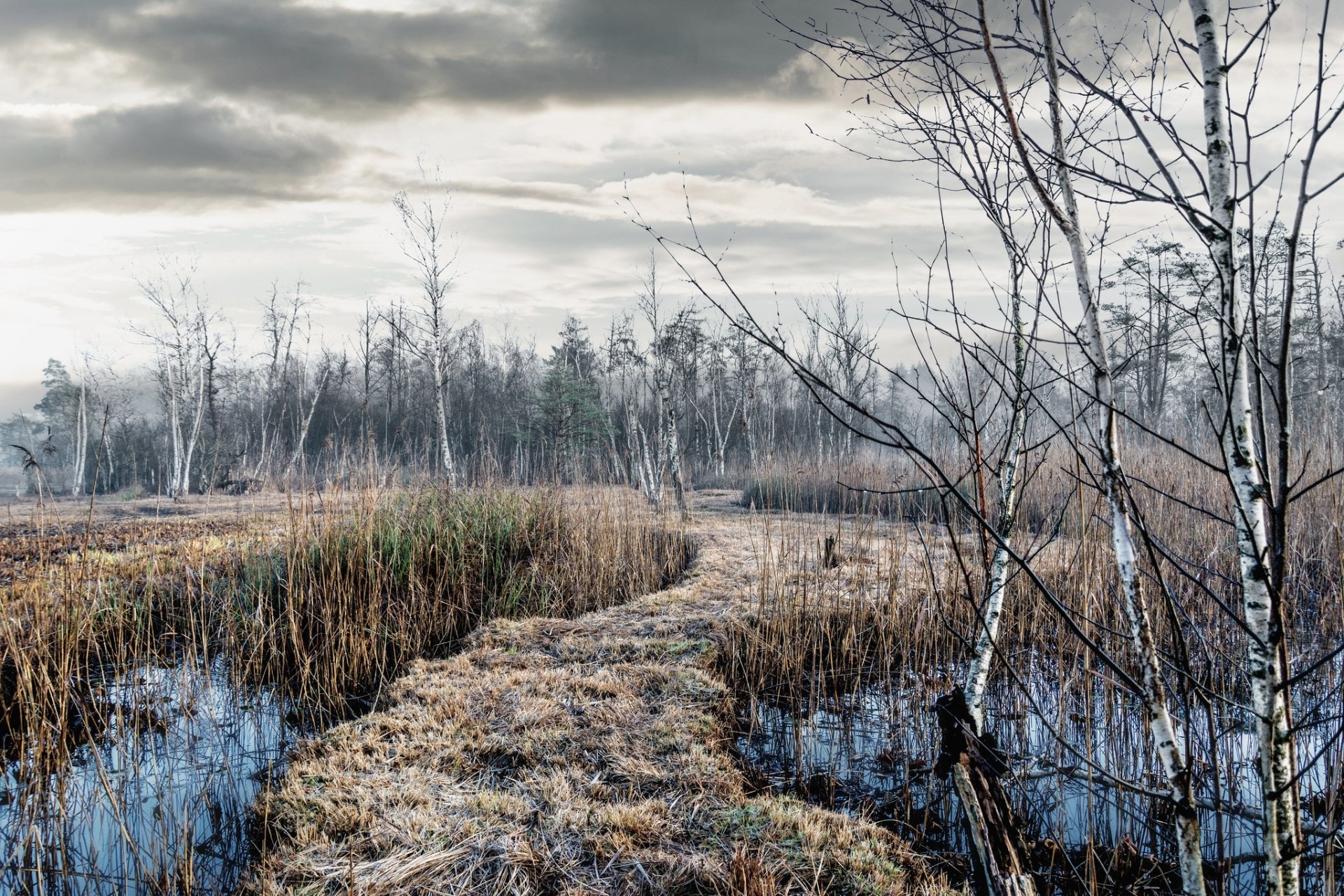 Download Tree Birch Path Forest Nature Swamp HD Wallpaper