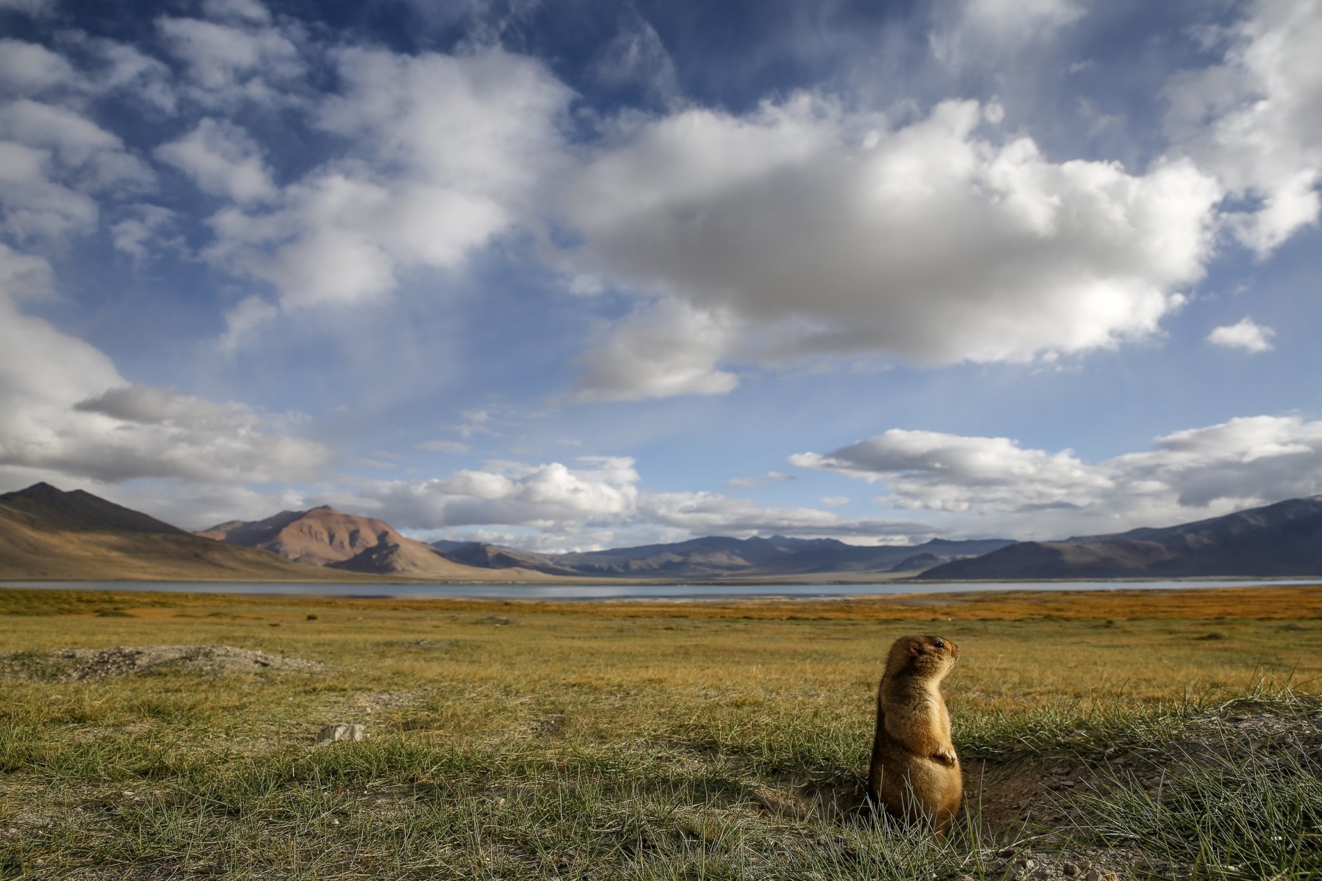 Download Landscape Cloud Grass Rodent Animal Marmot HD Wallpaper