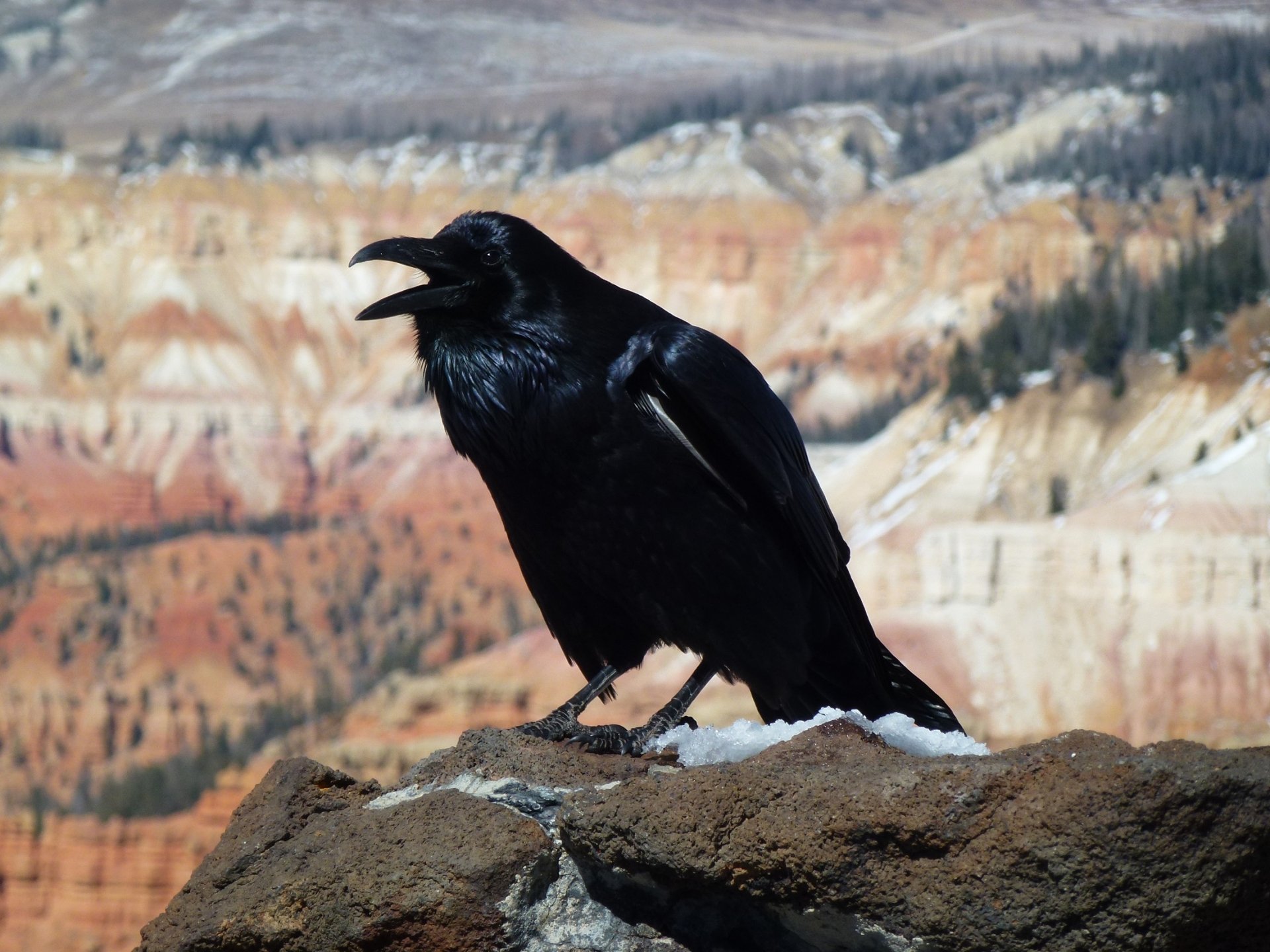 Majestic Raven HD Wallpaper – Nature’s Enigmatic Bird in Stunning ...