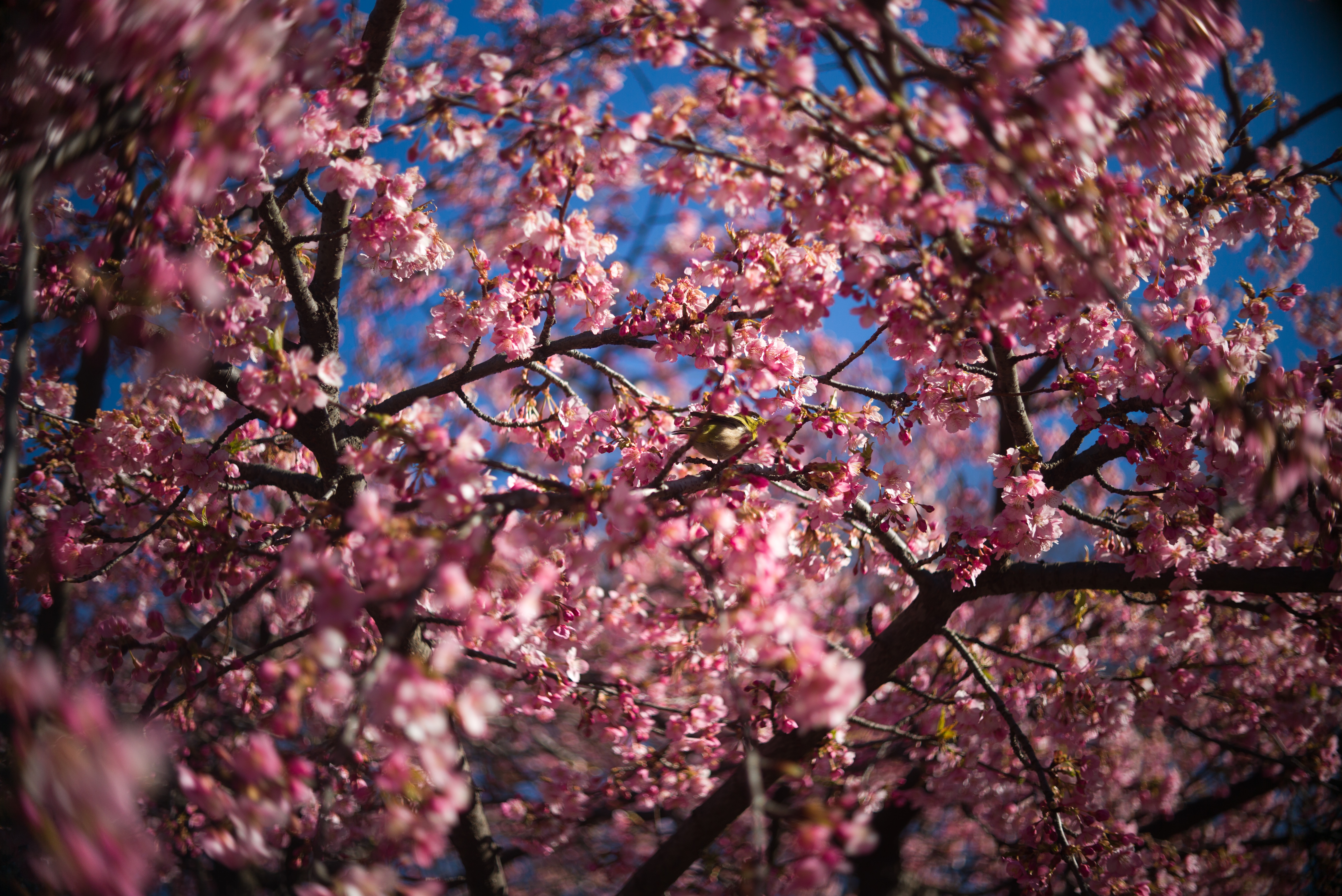 Blossom 4k Ultra HD Wallpaper