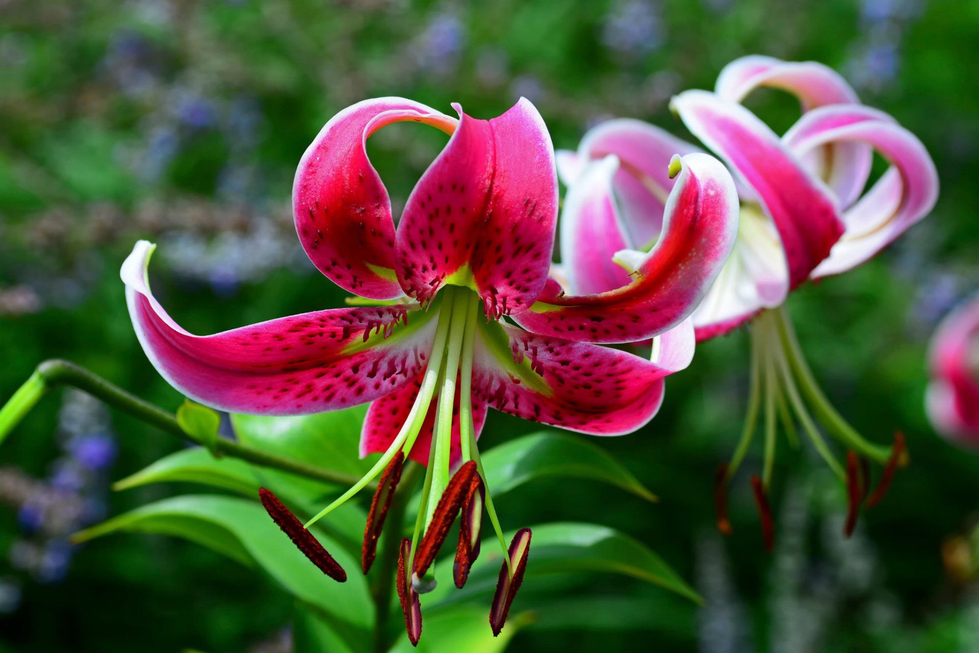 Download Flower Nature Lily HD Wallpaper