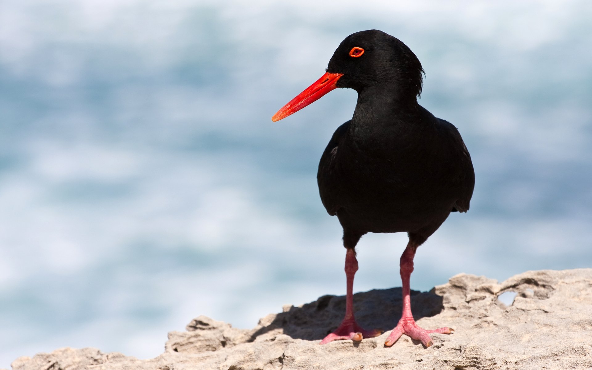 Download South Africa African Oyster Catcher Animal Bird HD Wallpaper